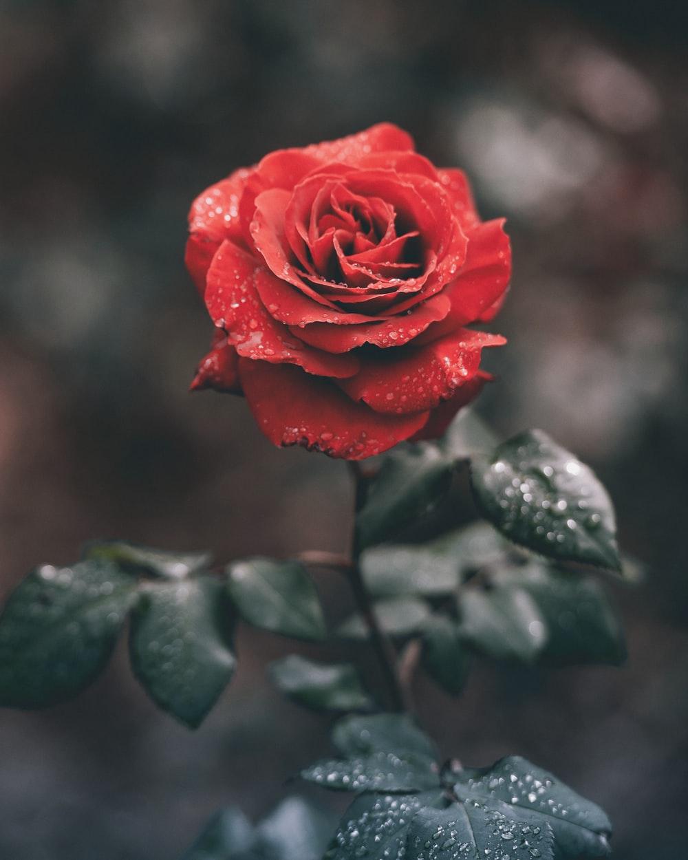Bloody Flower Wallpapers - Top Free Bloody Flower Backgrounds ...