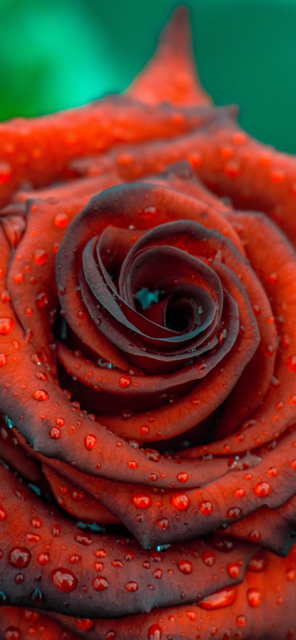 Bloody Flower Wallpapers - Top Free Bloody Flower Backgrounds ...