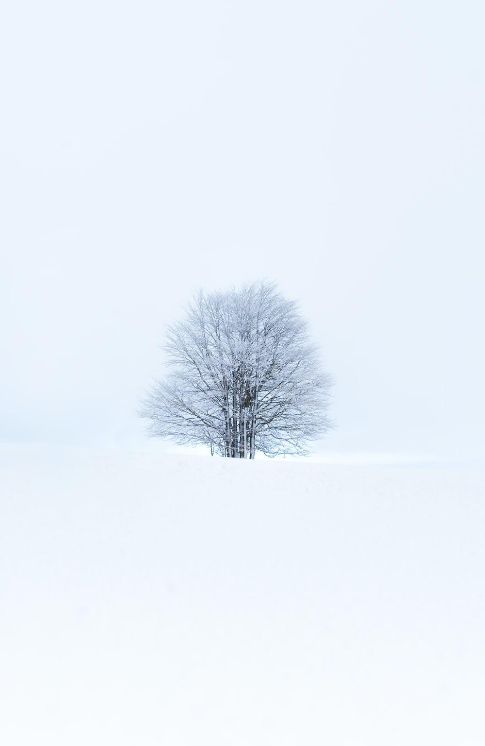 White Snow Tree Wallpapers - Top Free White Snow Tree Backgrounds ...