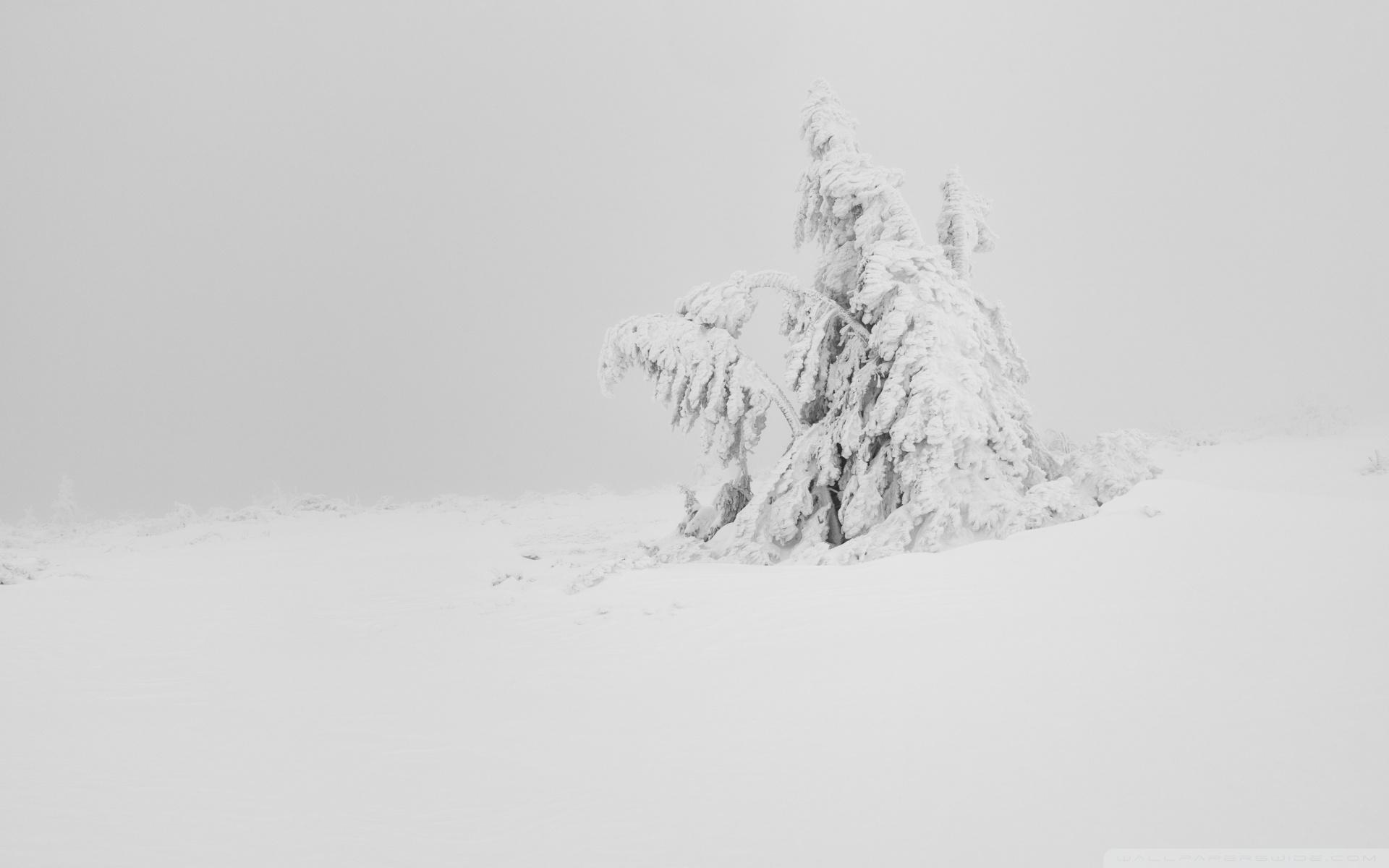 White Snow Tree Wallpapers - Top Free White Snow Tree Backgrounds ...