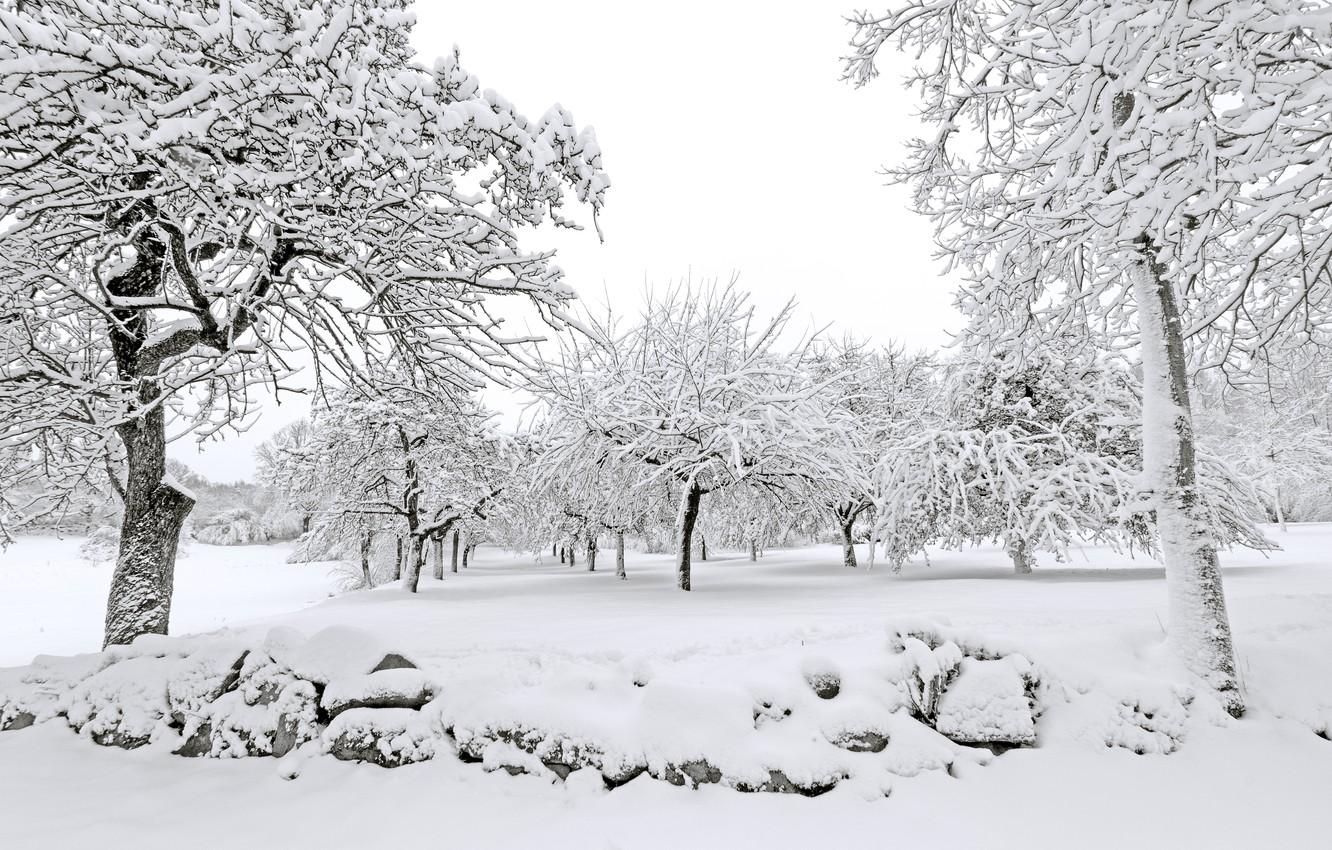 White Snow Tree Wallpapers - Top Free White Snow Tree Backgrounds ...