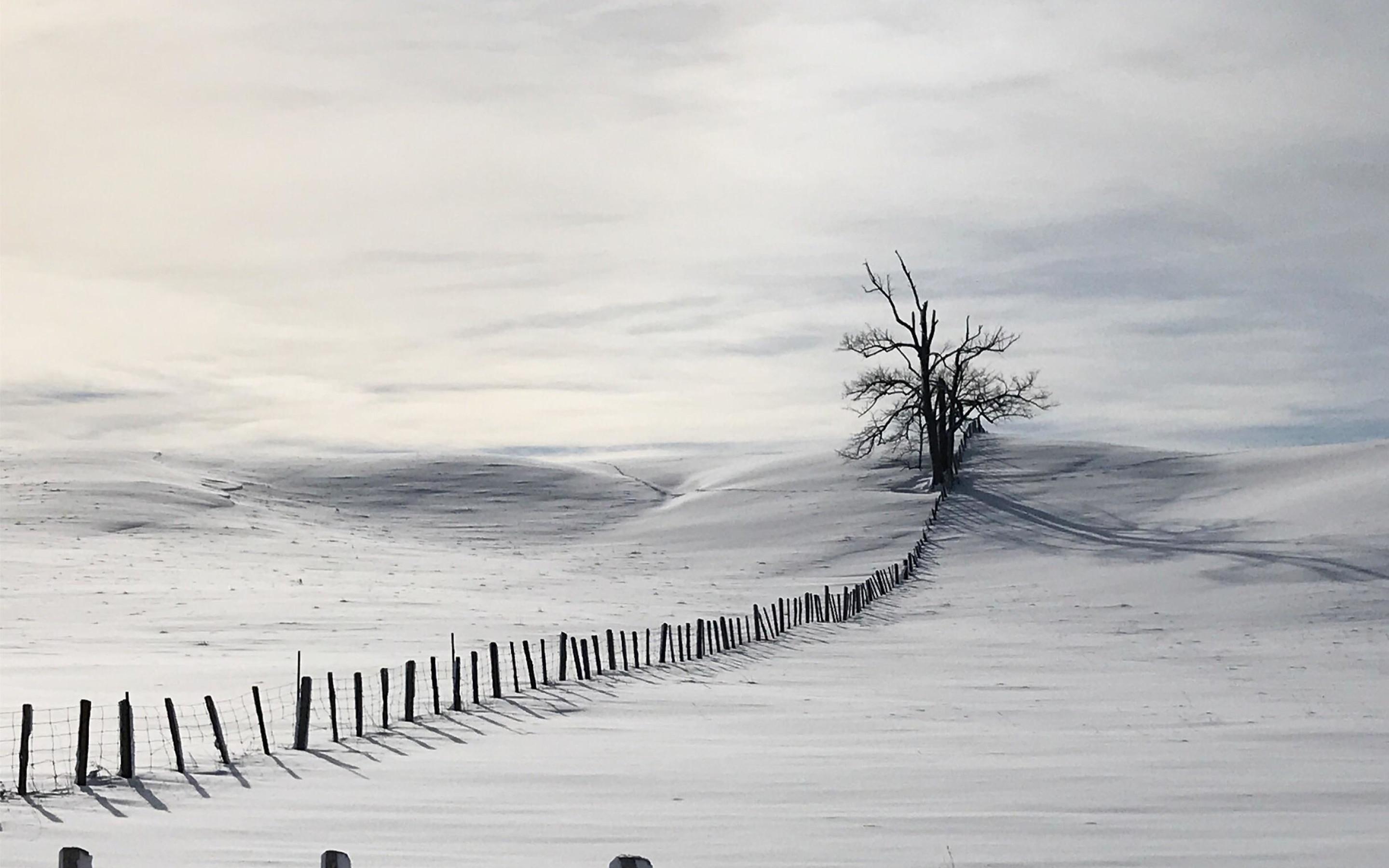 White Snow Tree Wallpapers - Top Free White Snow Tree Backgrounds ...