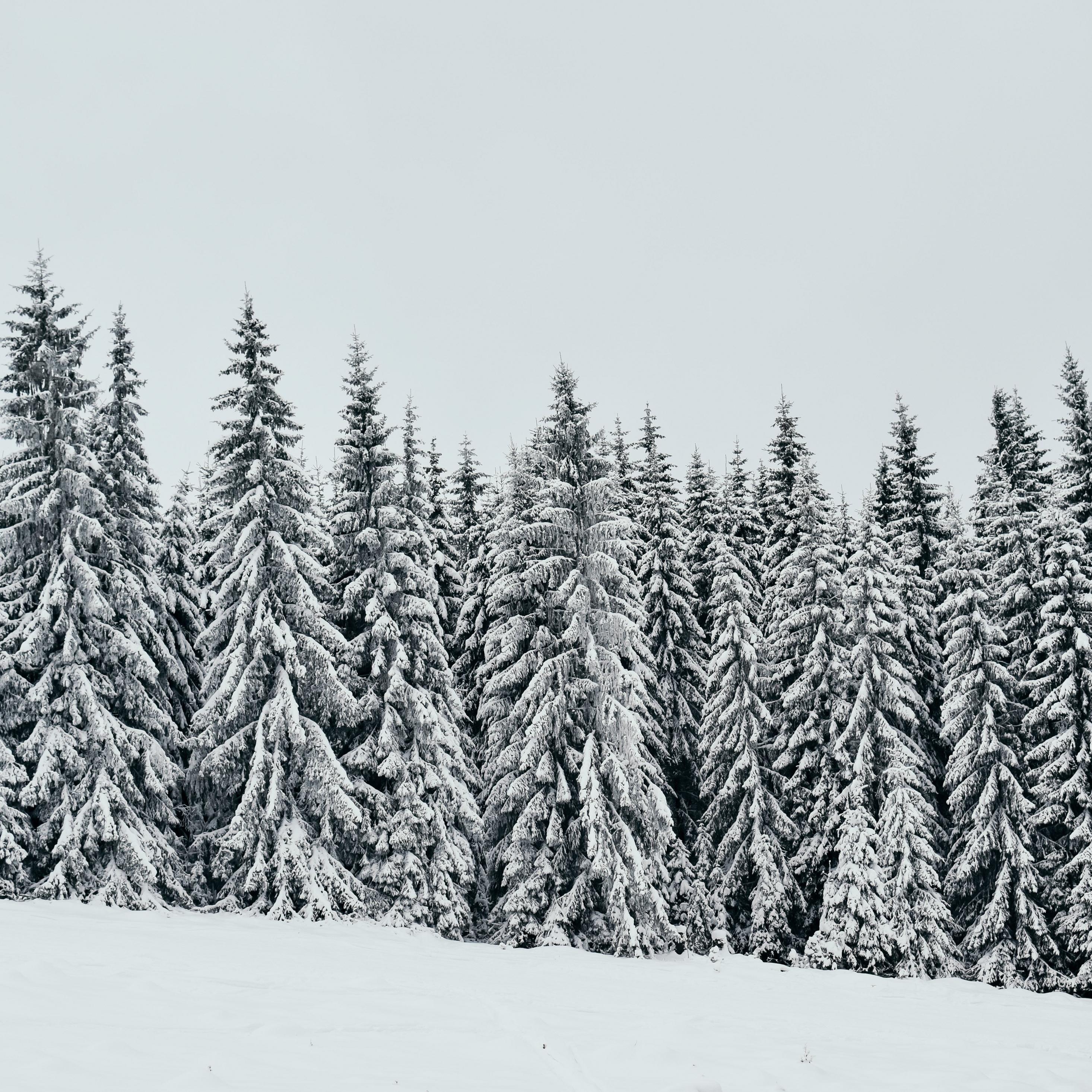 White Snow Tree Wallpapers - Top Free White Snow Tree Backgrounds ...