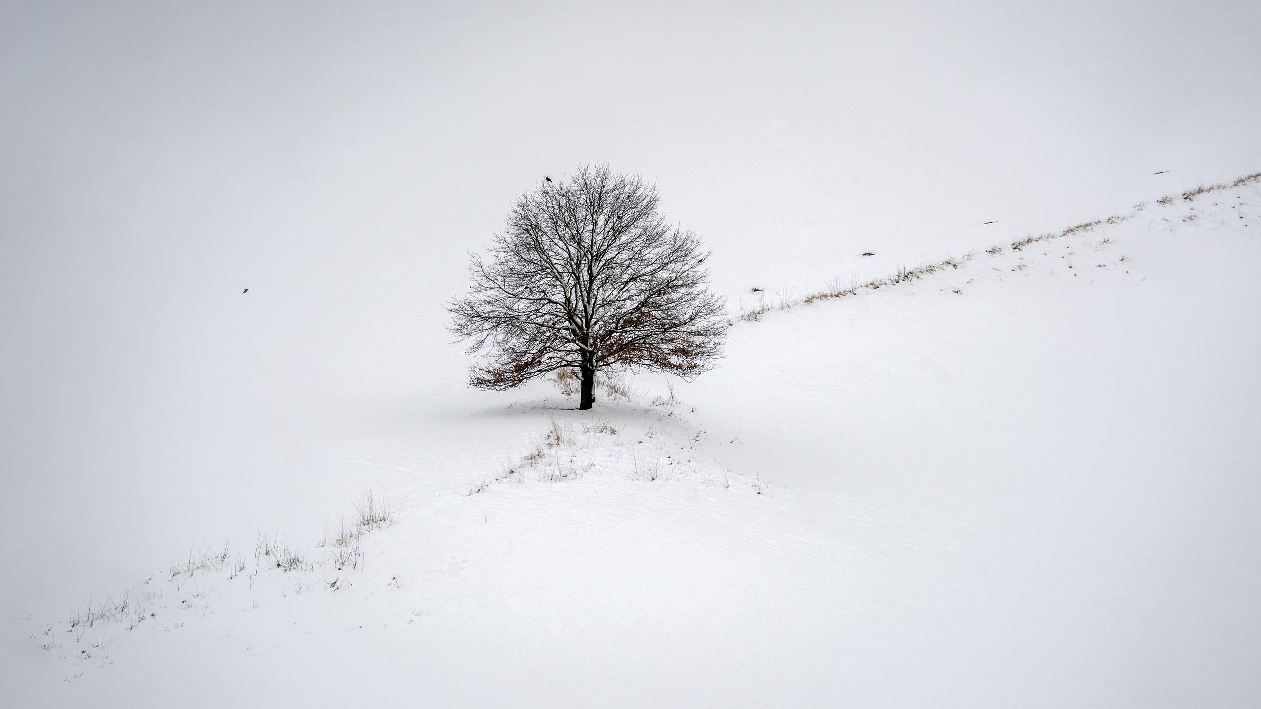 White Snow Tree Wallpapers - Top Free White Snow Tree Backgrounds ...