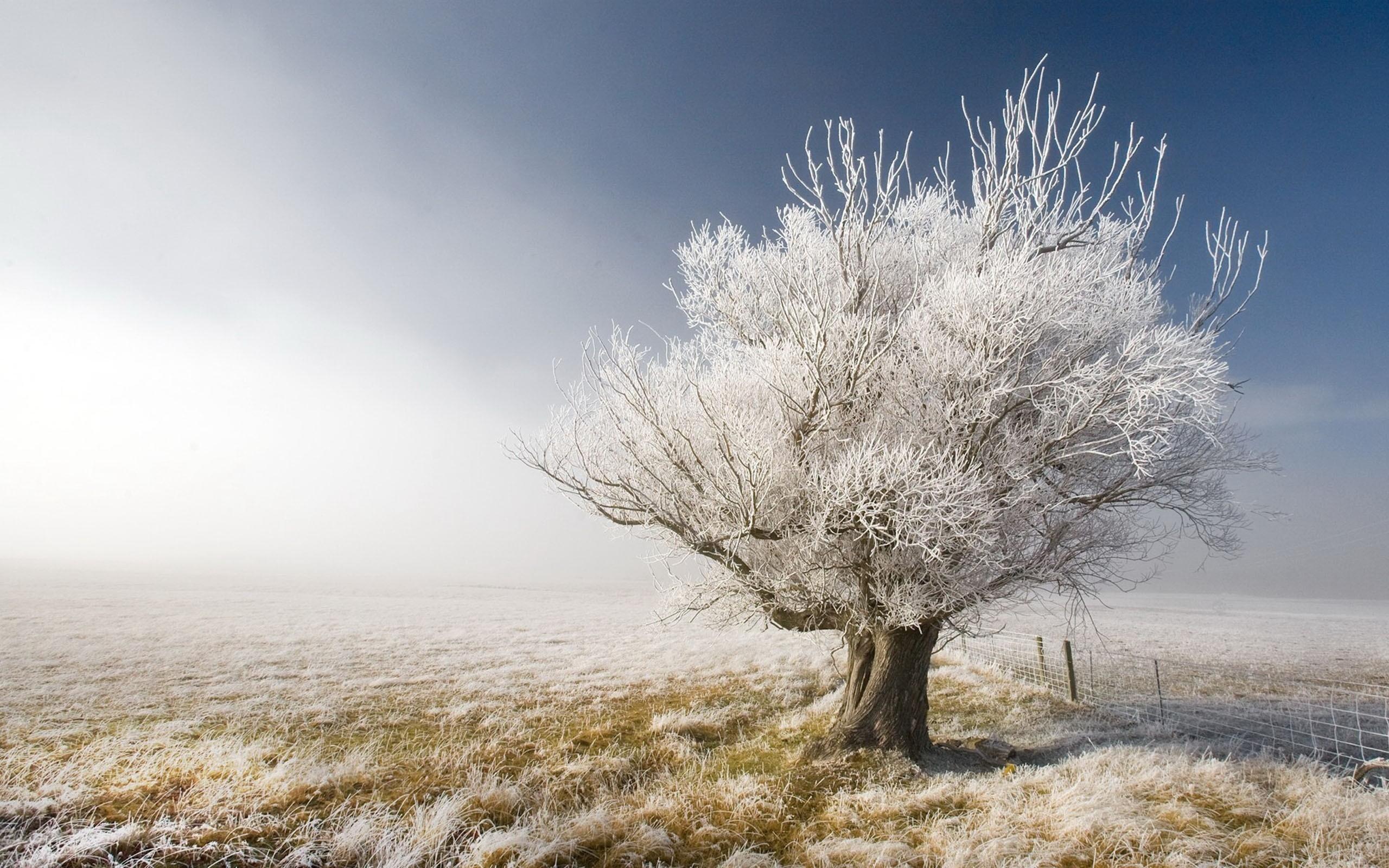 White Snow Tree Wallpapers - Top Free White Snow Tree Backgrounds ...