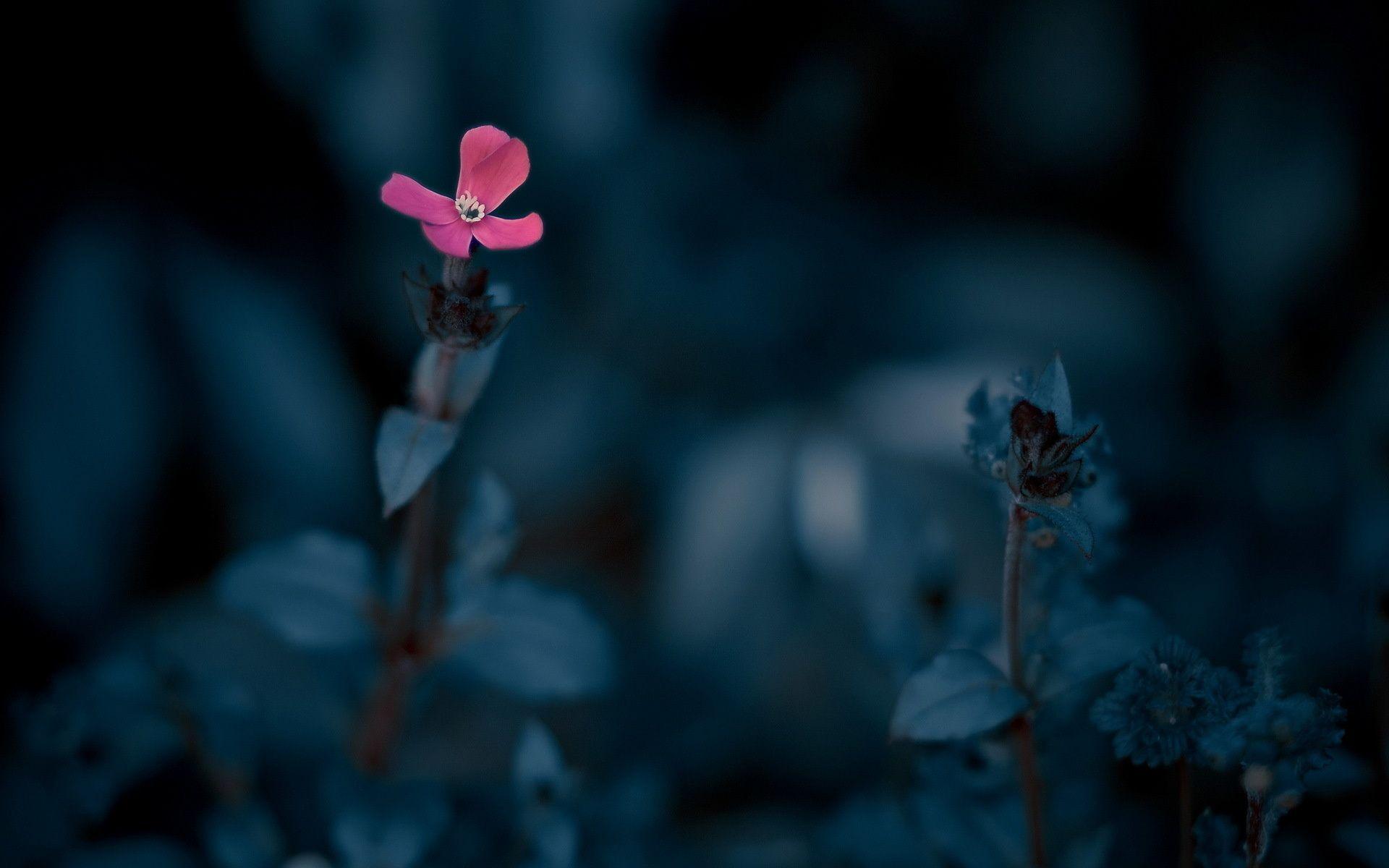 Single HD Wallpapers - Top Free Single HD Backgrounds - WallpaperAccess