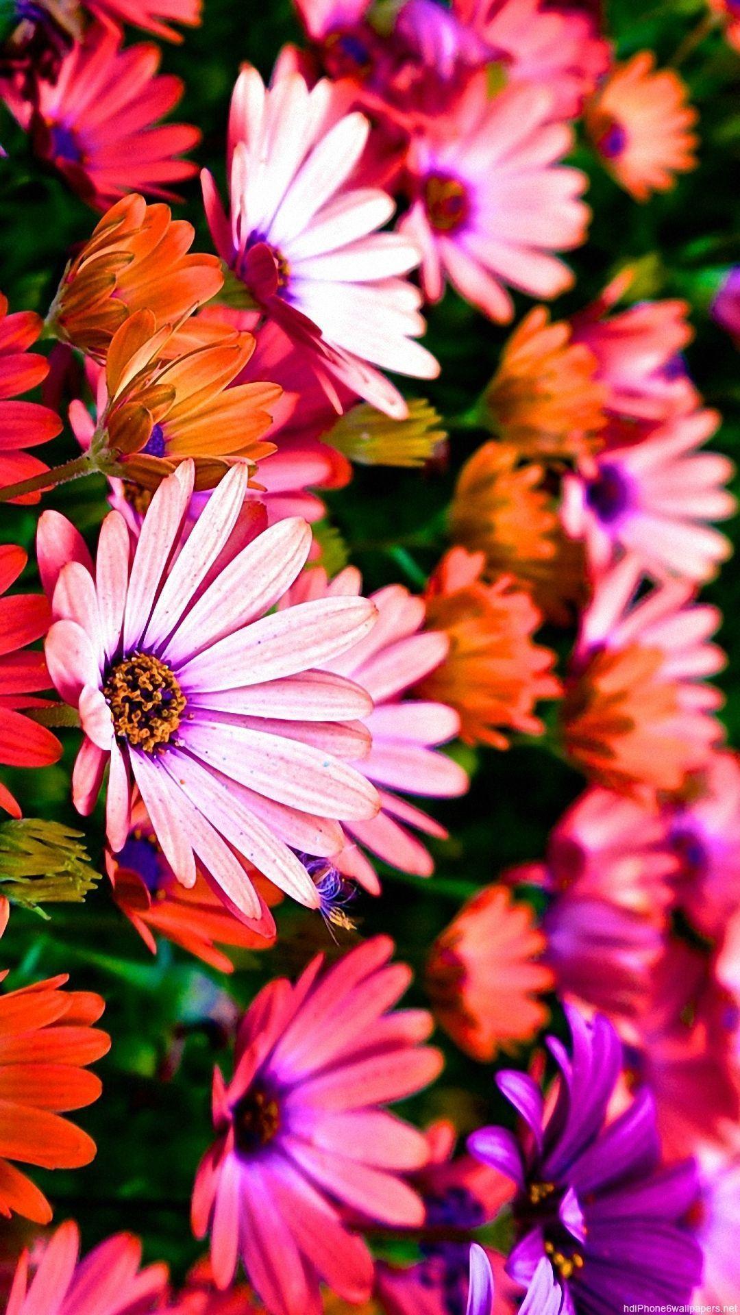 Colorful Flower iPhone Wallpapers - Top Free Colorful Flower iPhone ...
