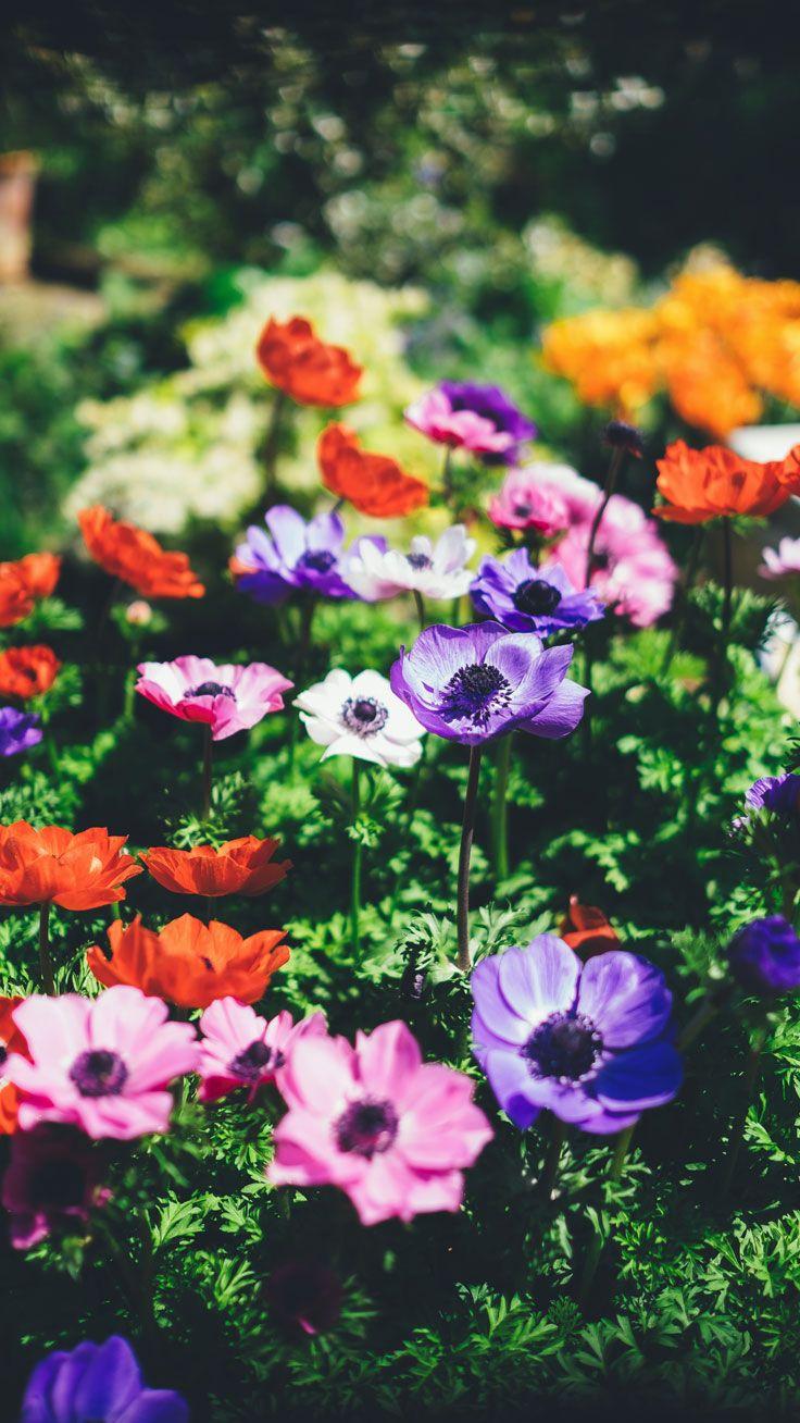 Colorful Flowers iPhone Wallpapers - Top Free Colorful Flowers iPhone ...