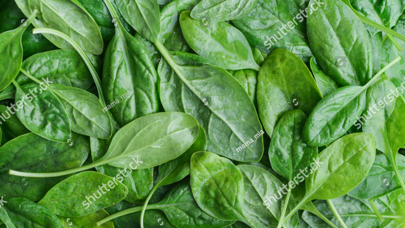 Spinach Wallpapers - Top Free Spinach Backgrounds - WallpaperAccess