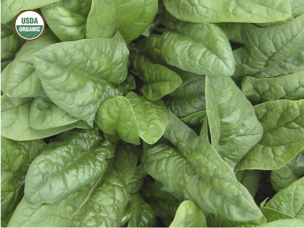 Spinach Wallpapers - Top Free Spinach Backgrounds - WallpaperAccess