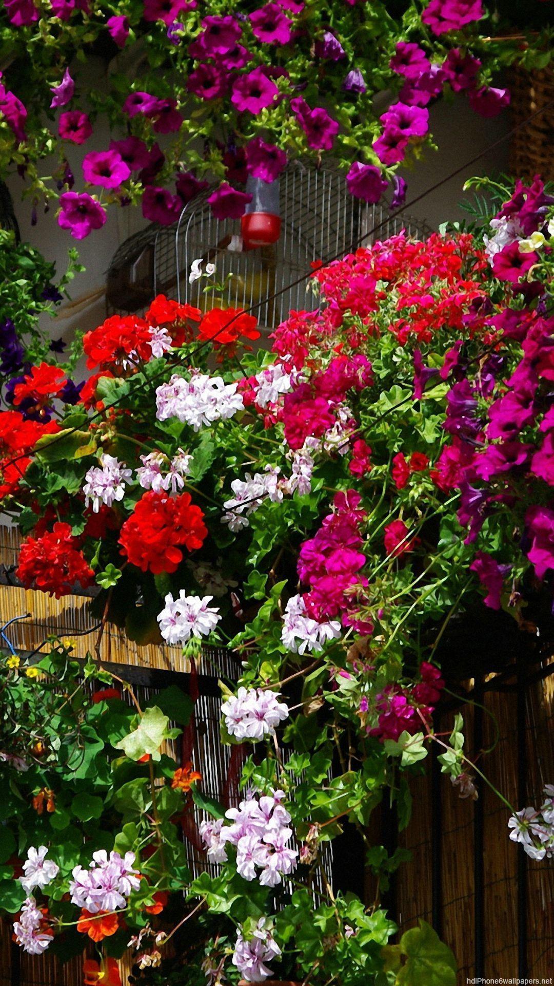 Colorful Flower iPhone Wallpapers - Top Free Colorful Flower iPhone ...