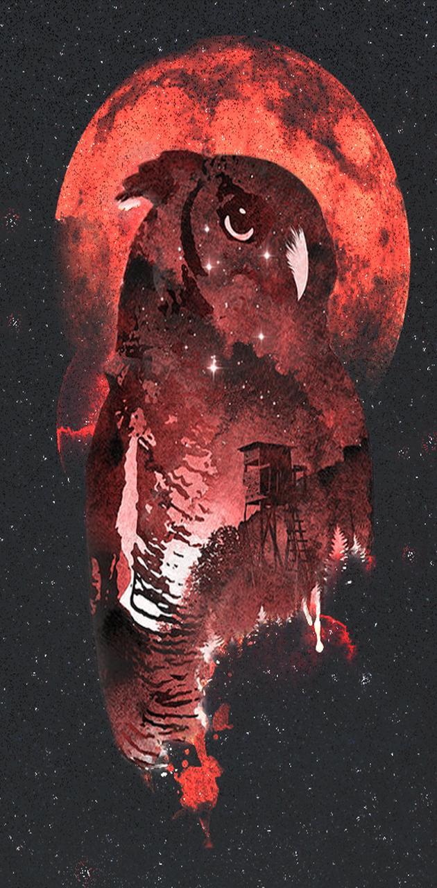 Midnight Owl Wallpapers - Top Free Midnight Owl Backgrounds ...