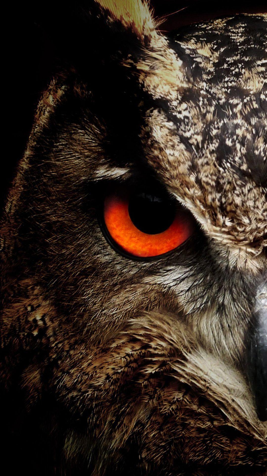 Midnight Owl Wallpapers - Top Free Midnight Owl Backgrounds ...