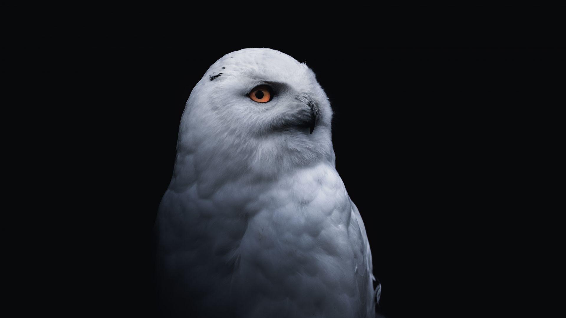 Midnight Owl Wallpapers - Top Free Midnight Owl Backgrounds ...