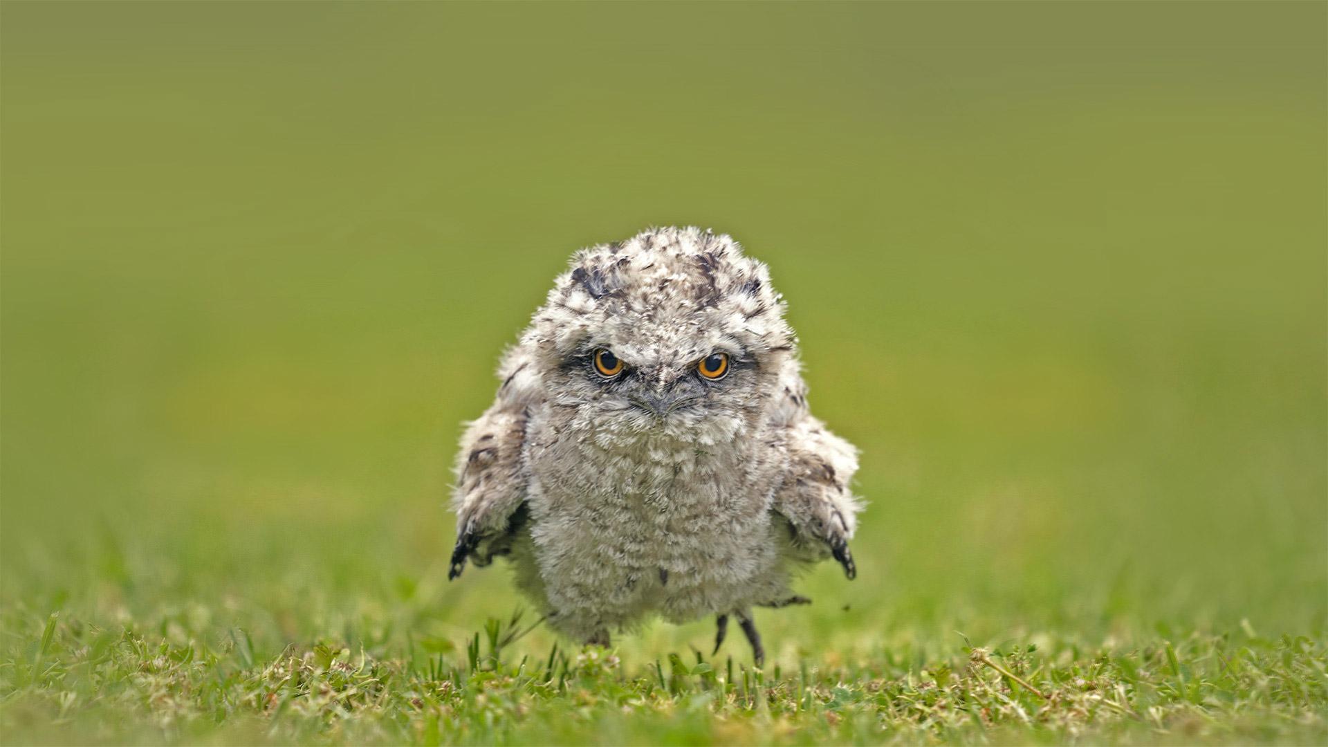 Midnight Owl Wallpapers - Top Free Midnight Owl Backgrounds ...