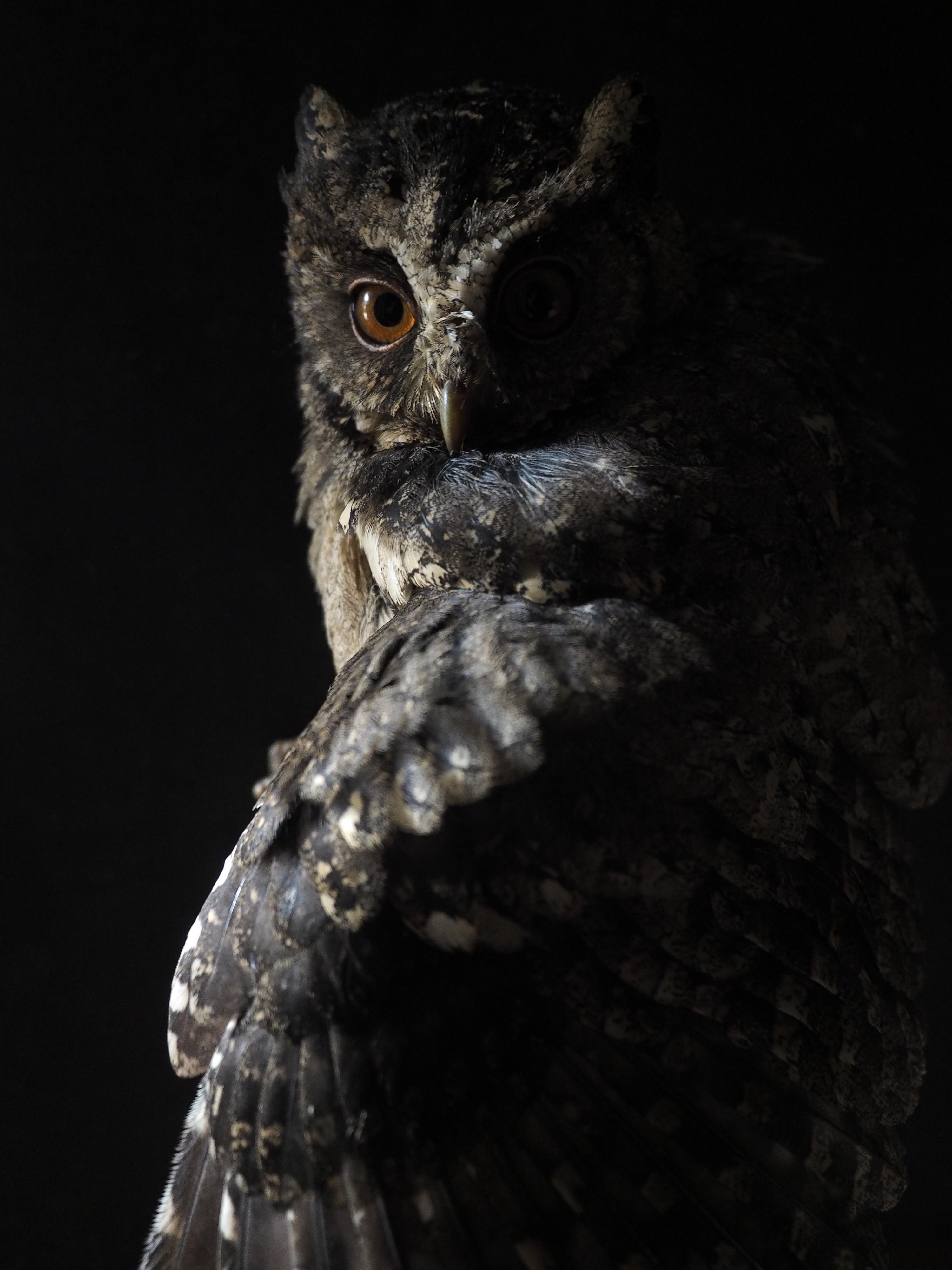 Midnight Owl Wallpapers - Top Free Midnight Owl Backgrounds ...