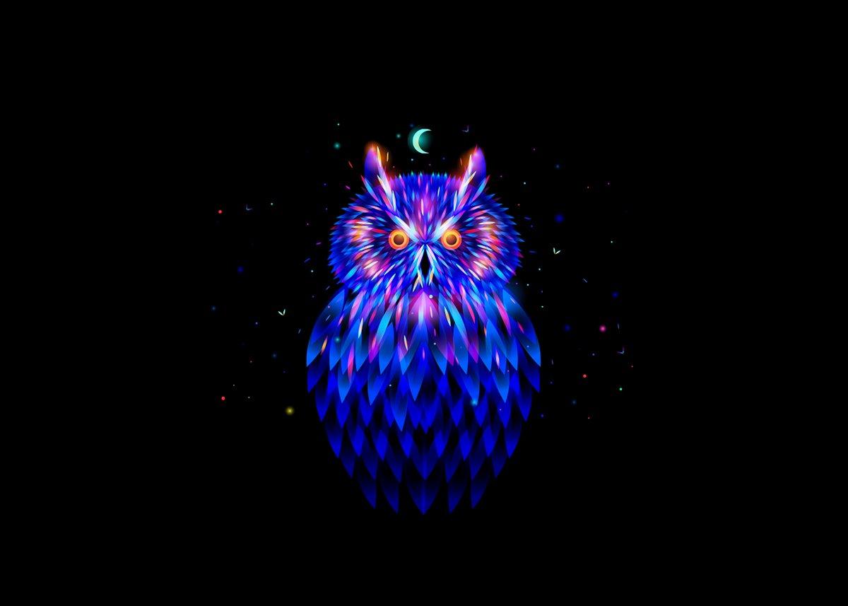 Midnight Owl Wallpapers - Top Free Midnight Owl Backgrounds ...