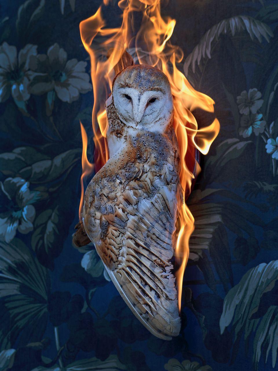 Midnight Owl Wallpapers - Top Free Midnight Owl Backgrounds ...