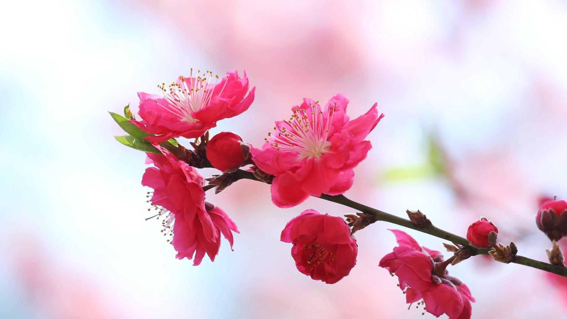 Red Cherry Blossom Wallpapers - Top Free Red Cherry Blossom Backgrounds ...