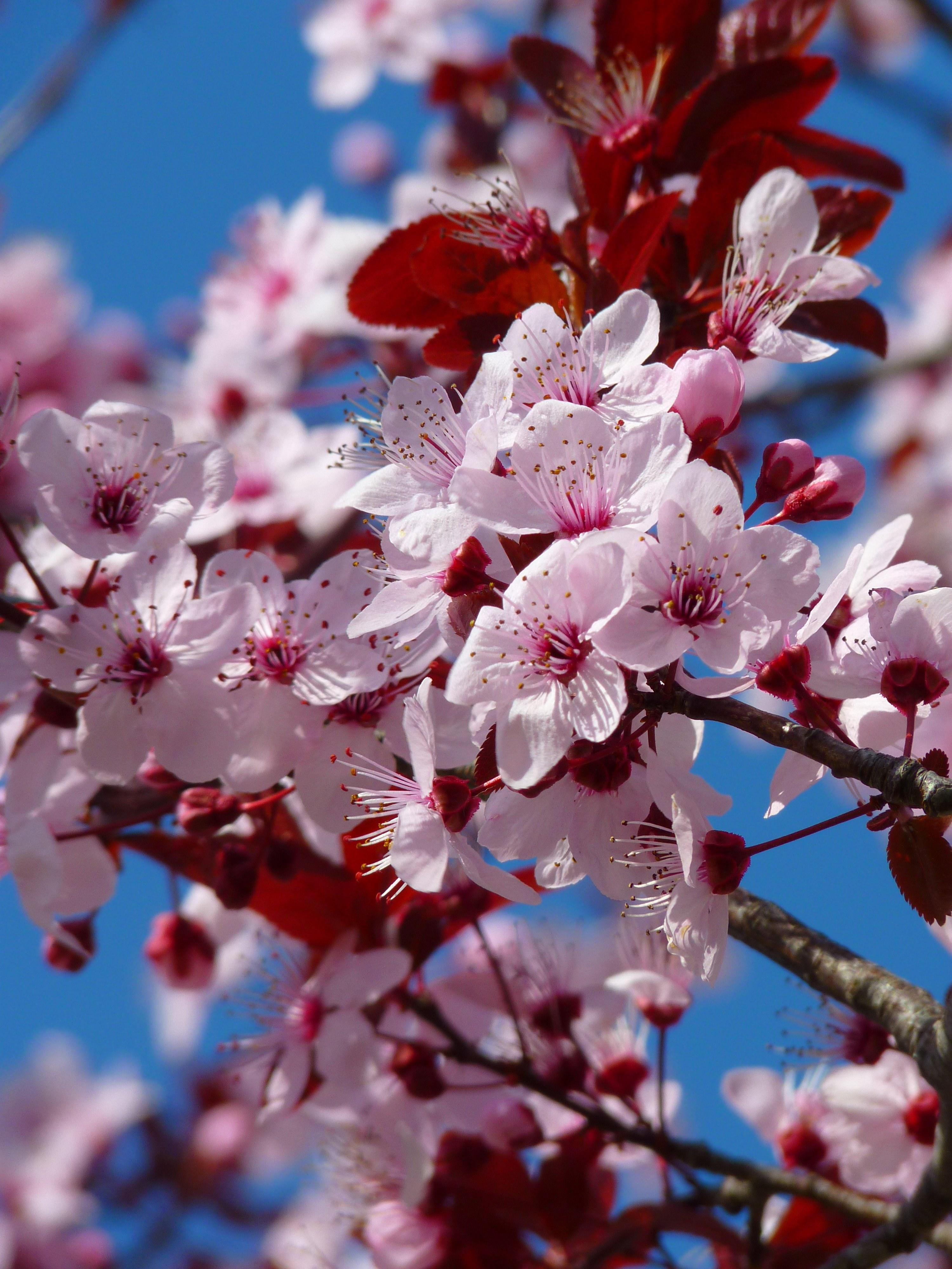Red Cherry Blossom Wallpapers - Top Free Red Cherry Blossom Backgrounds ...