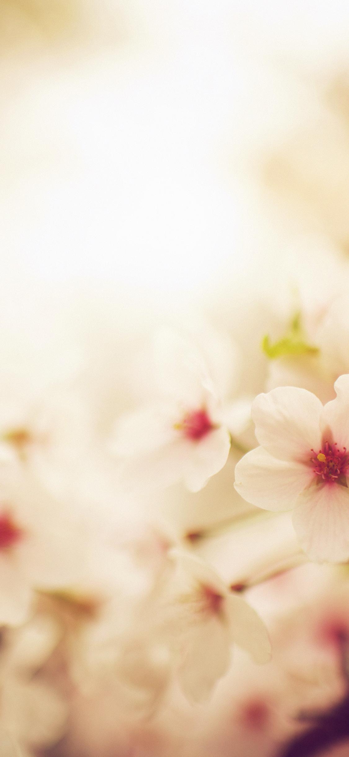 Red Cherry Blossom Wallpapers - Top Free Red Cherry Blossom Backgrounds ...