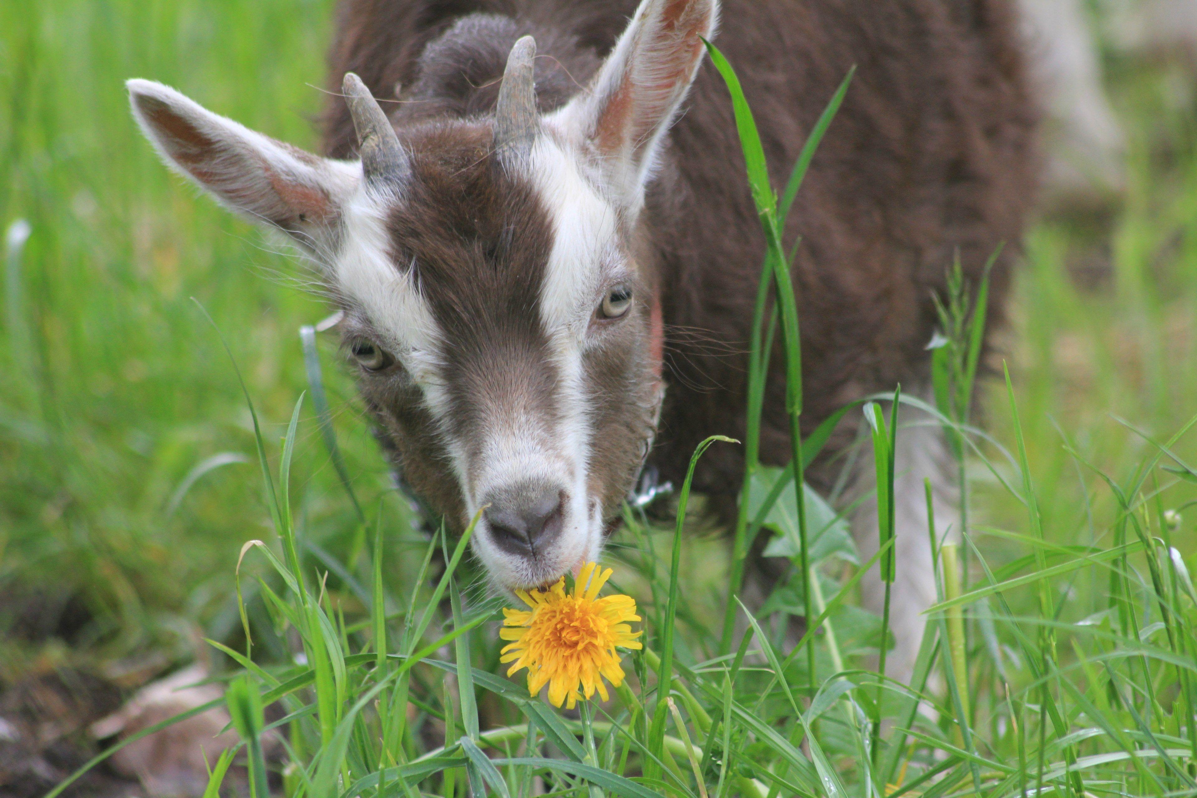 Cute Goat Desktop Wallpapers - Top Free Cute Goat Desktop Backgrounds ...