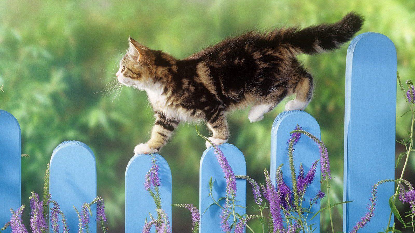 Cute Outdoor Wallpapers - Top Free Cute Outdoor Backgrounds ...