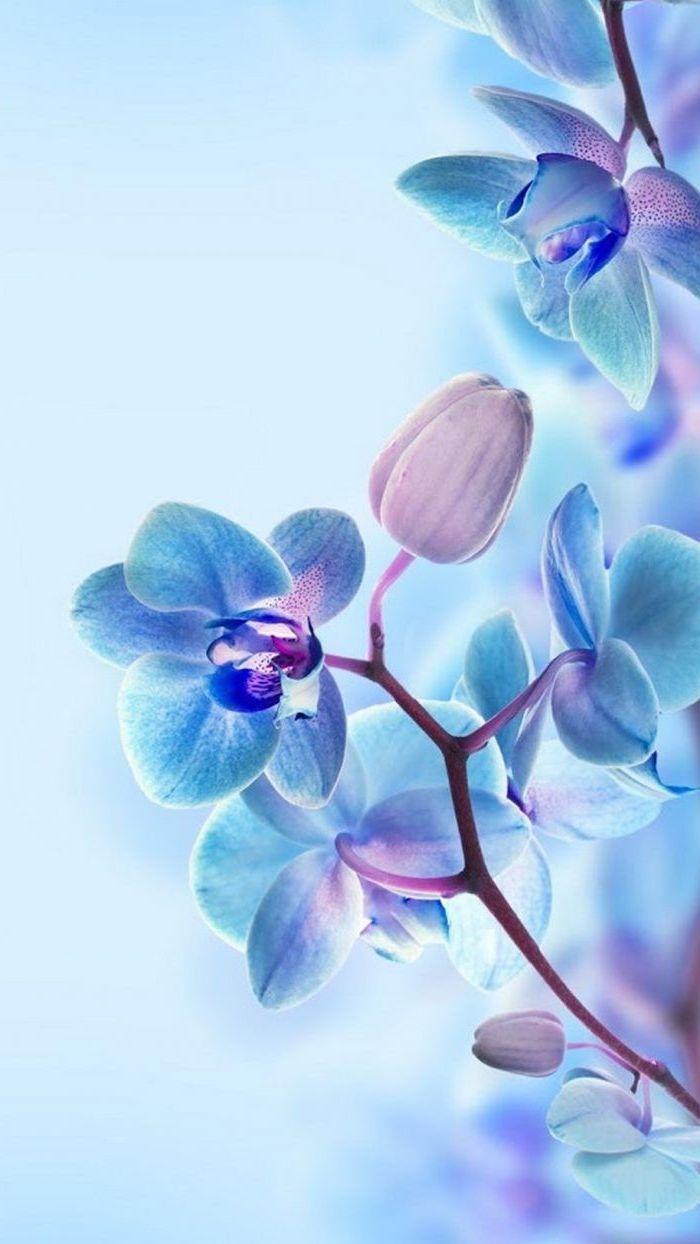 Blue Flower Phone Wallpapers - Top Free Blue Flower Phone Backgrounds ...