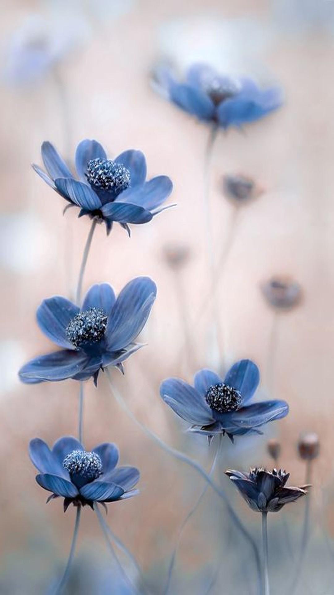 Blue Flower Phone Wallpapers - Top Free Blue Flower Phone Backgrounds ...
