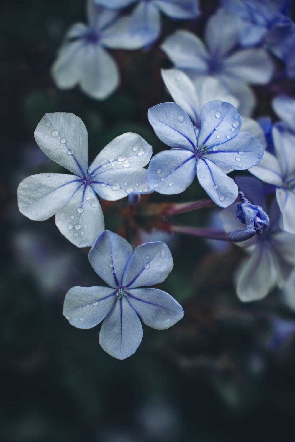 Blue Flower Phone Wallpapers - Top Free Blue Flower Phone Backgrounds ...