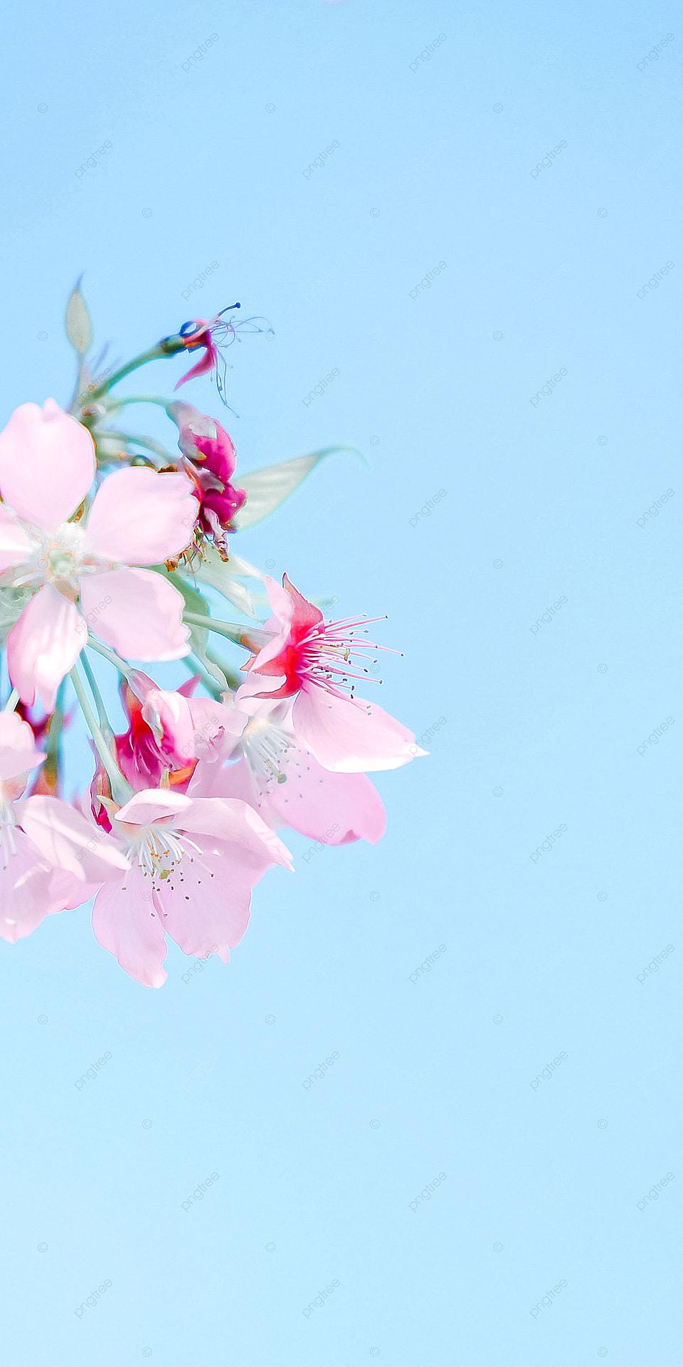 Blue Flower Phone Wallpapers - Top Free Blue Flower Phone Backgrounds ...