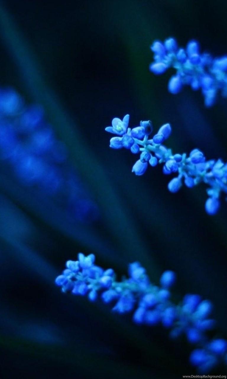 Blue Flower Phone Wallpapers - Top Free Blue Flower Phone Backgrounds ...