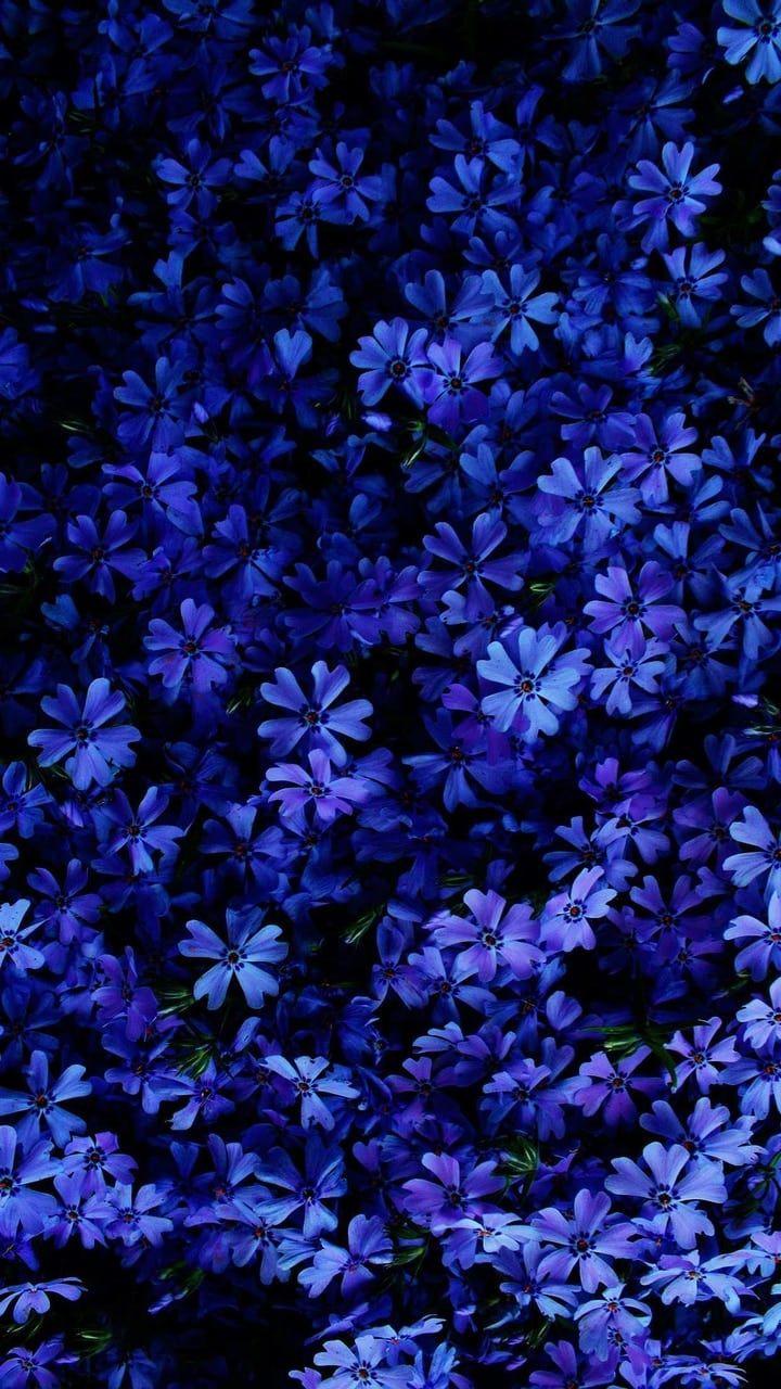 Blue Flower Phone Wallpapers - Top Free Blue Flower Phone Backgrounds ...