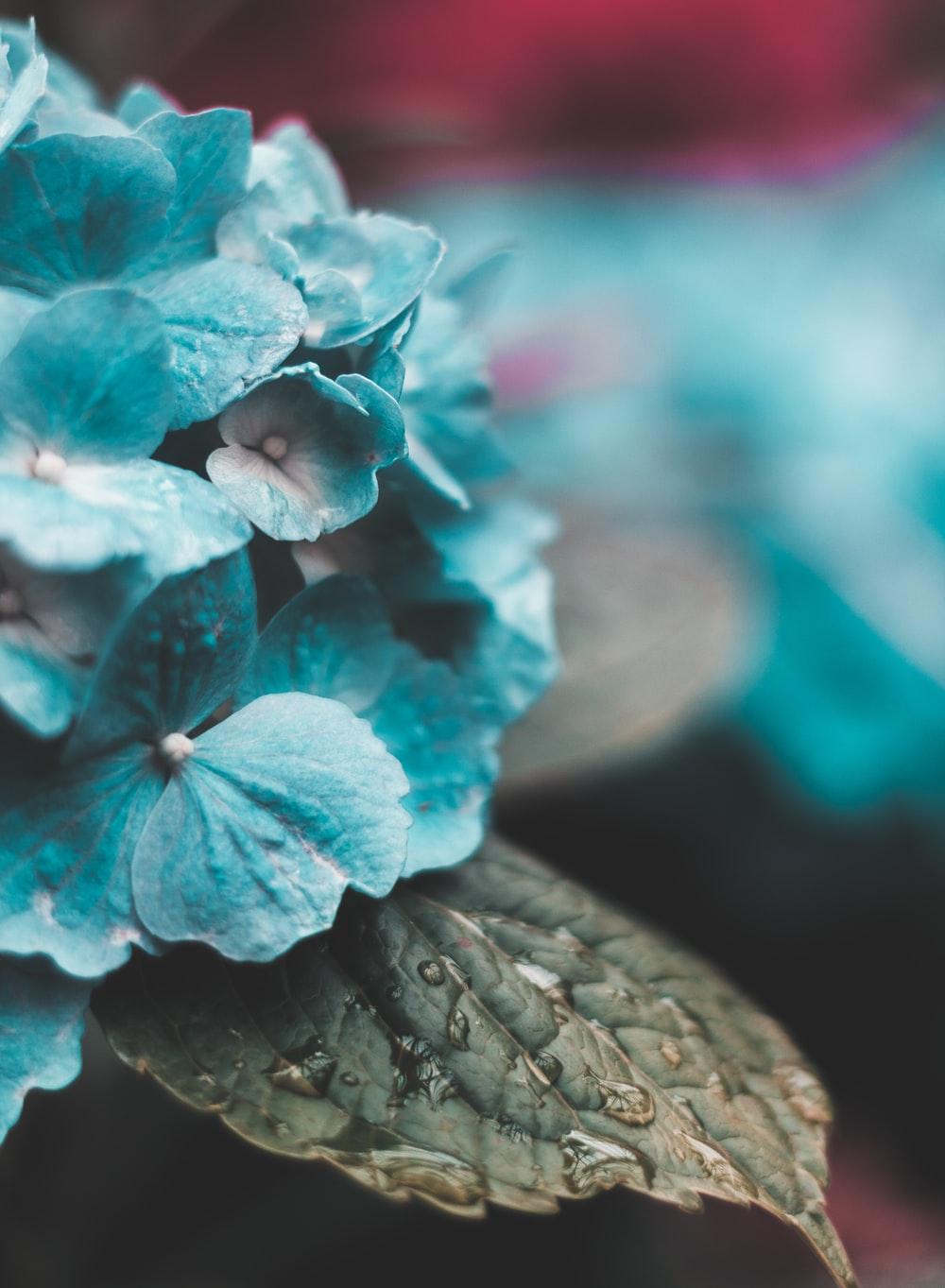 Blue Flower Phone Wallpapers - Top Free Blue Flower Phone Backgrounds ...