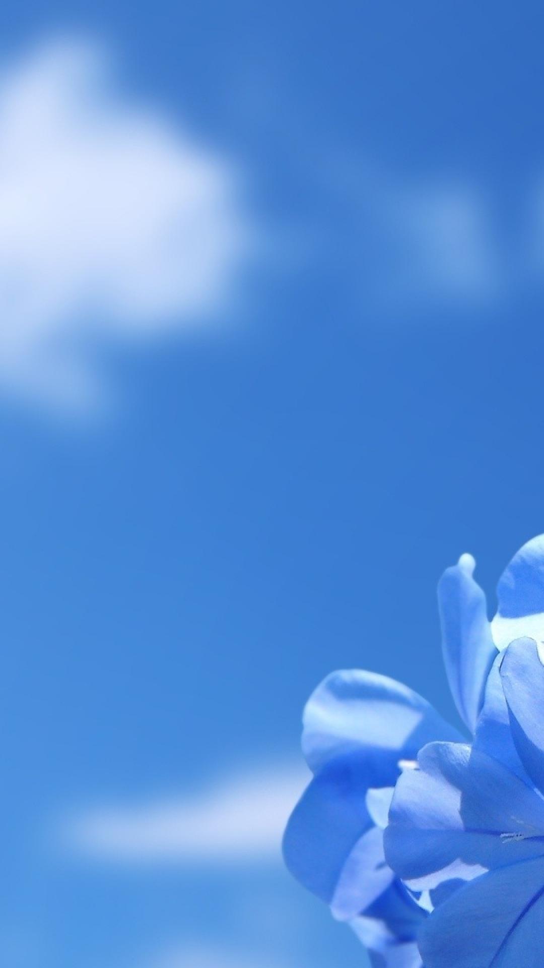 Blue Flower Phone Wallpapers - Top Free Blue Flower Phone Backgrounds ...