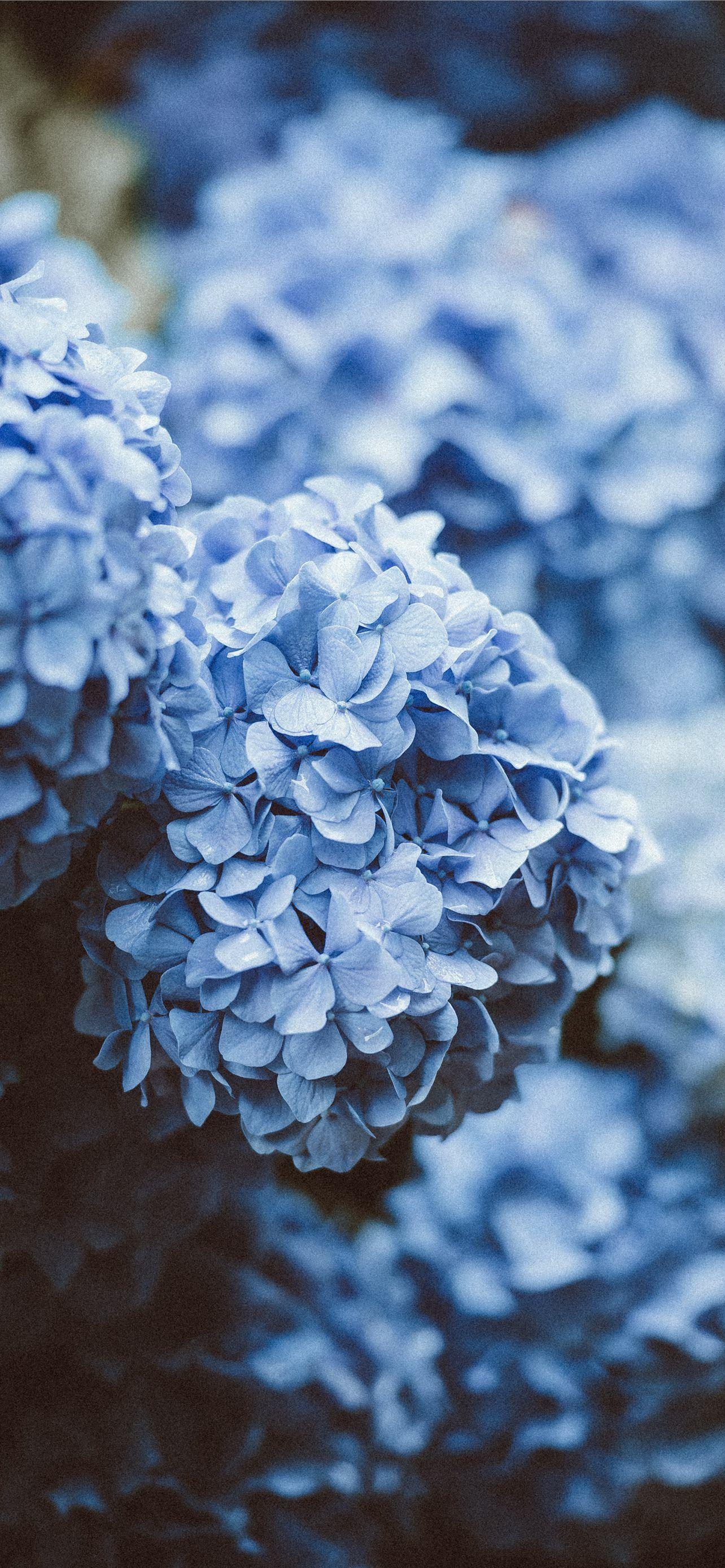 Blue Flower Phone Wallpapers - Top Free Blue Flower Phone Backgrounds ...