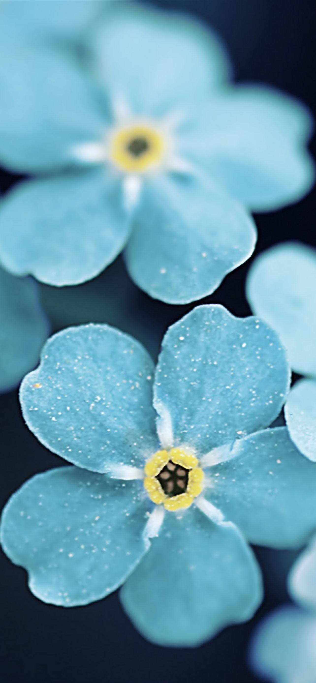 Blue Flower Phone Wallpapers - Top Free Blue Flower Phone Backgrounds ...