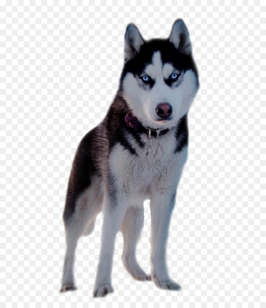 Husky Cartoon Wallpapers - Top Free Husky Cartoon Backgrounds ...