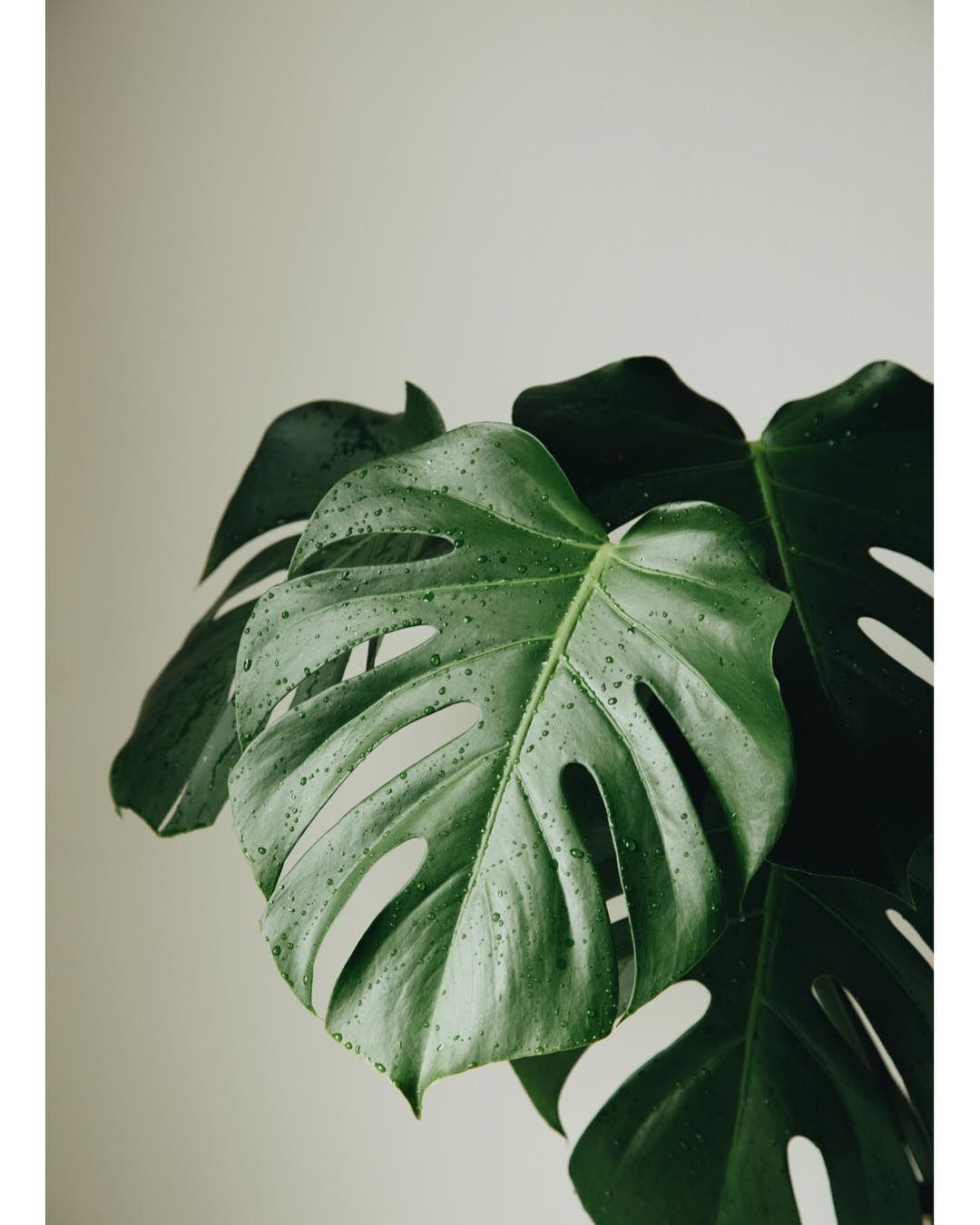 Monstera Plant Wallpapers - Top Free Monstera Plant Backgrounds ...