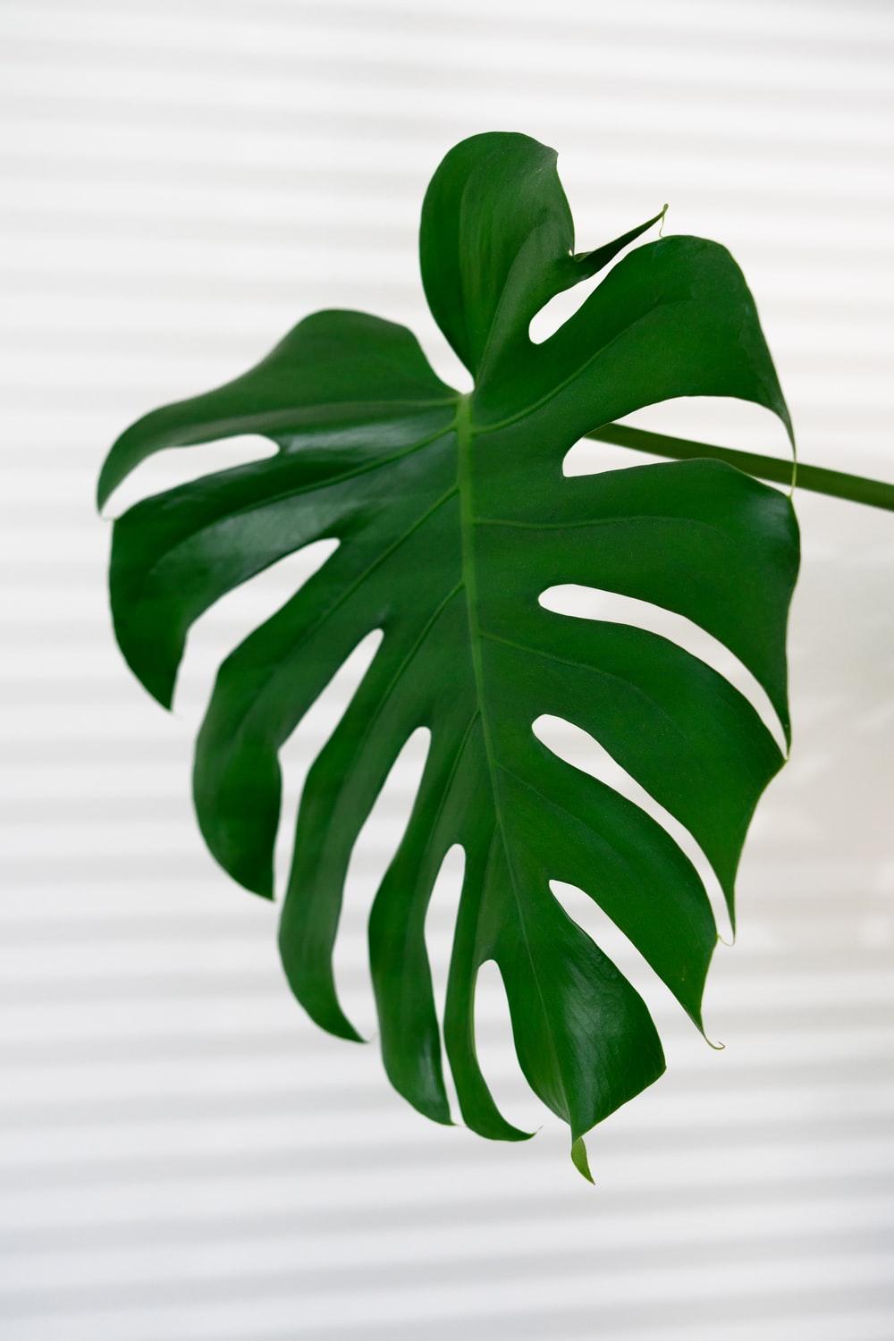 Monstera Plant Wallpapers - Top Free Monstera Plant Backgrounds ...
