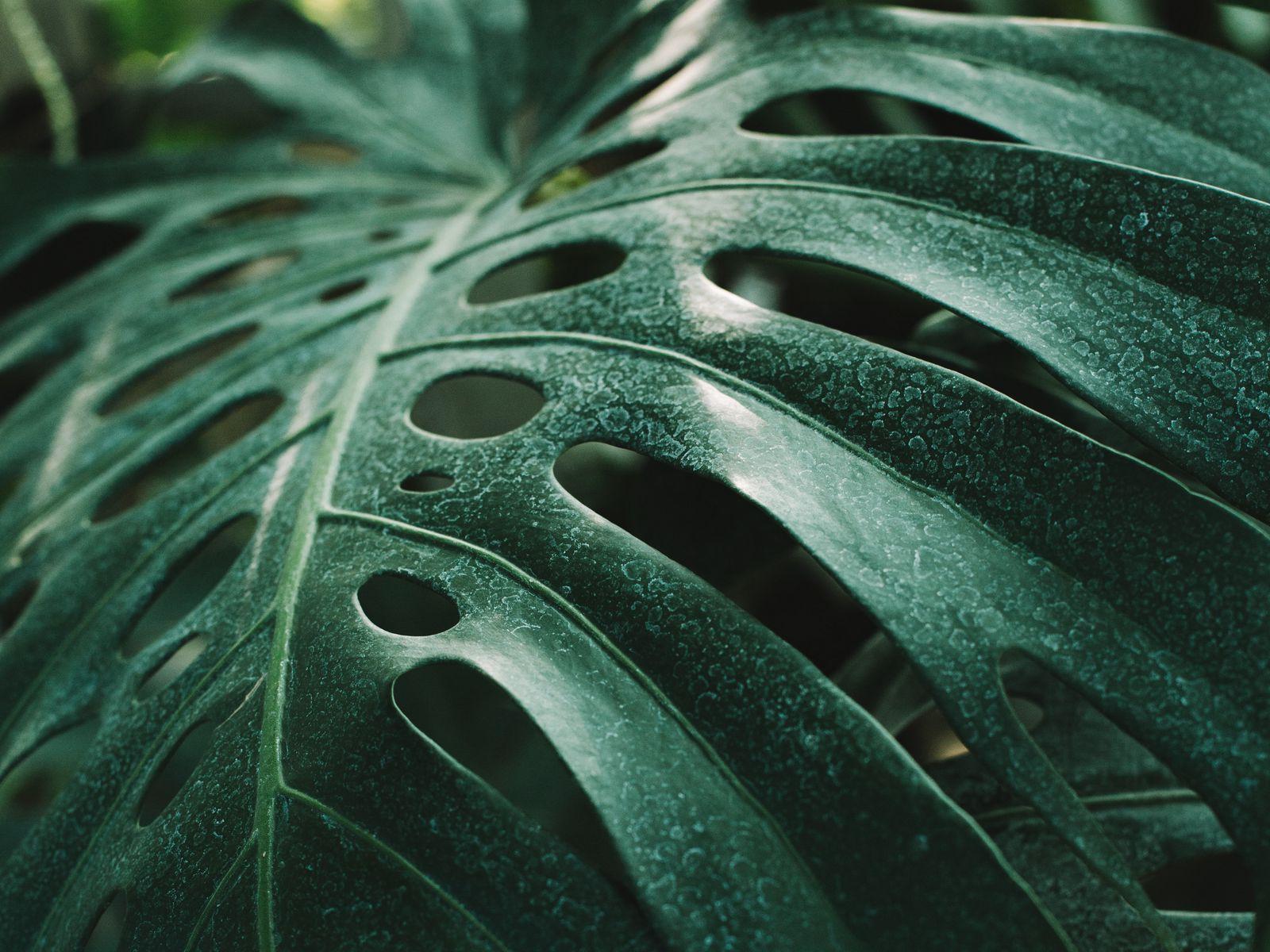 Monstera Plant Wallpapers - Top Free Monstera Plant Backgrounds ...