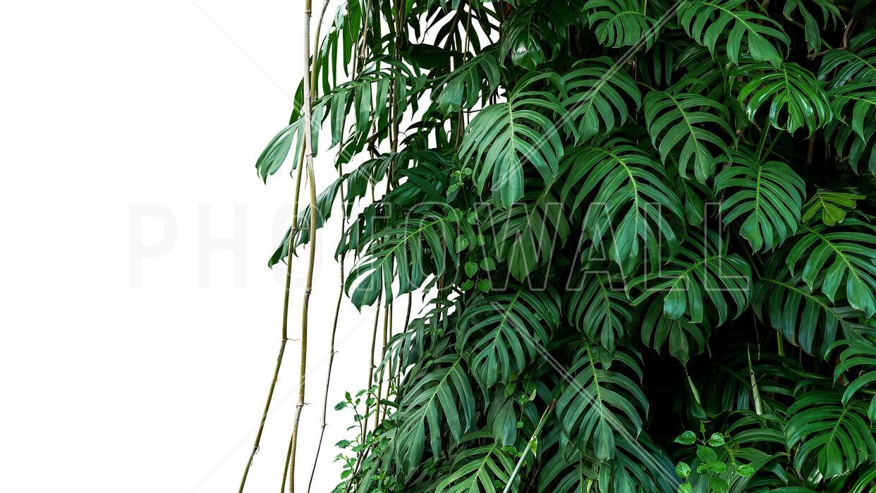 Monstera Plant Wallpapers - Top Free Monstera Plant Backgrounds ...