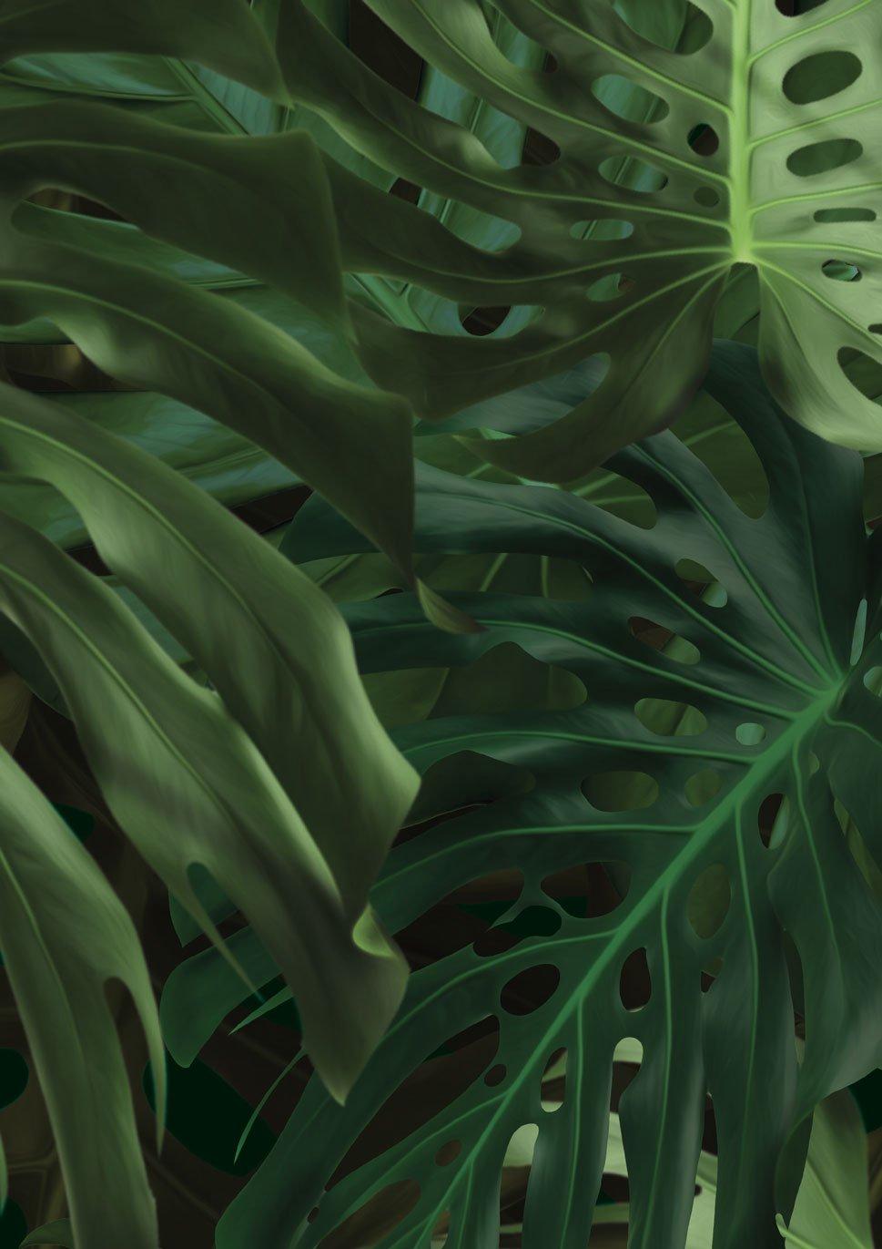 Monstera Plant Wallpapers - Top Free Monstera Plant Backgrounds ...