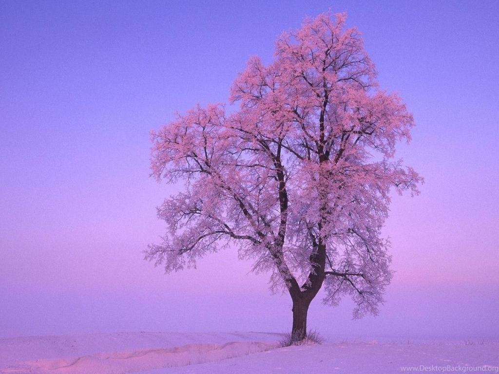Pink Winter Desktop Wallpapers - Top Free Pink Winter Desktop ...