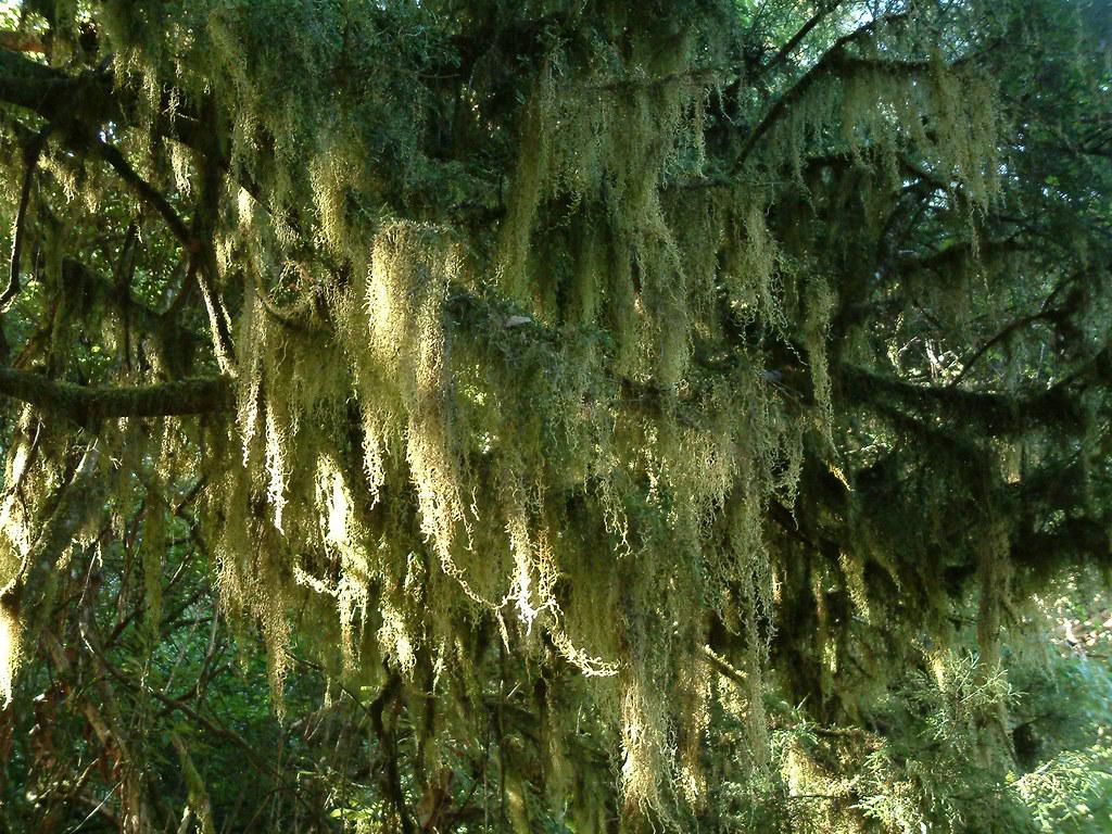 Treebeard Wallpapers - Top Free Treebeard Backgrounds - WallpaperAccess