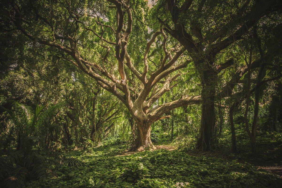 Treebeard Wallpapers - Top Free Treebeard Backgrounds - WallpaperAccess