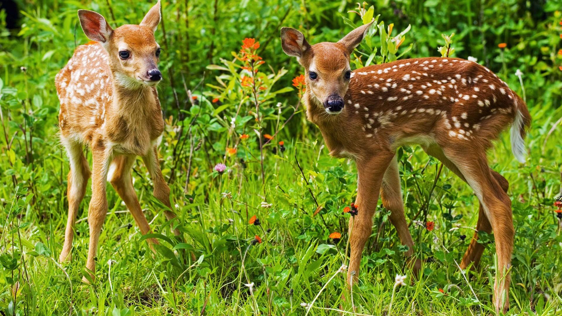 Deer Nature Wallpapers - Top Free Deer Nature Backgrounds - WallpaperAccess