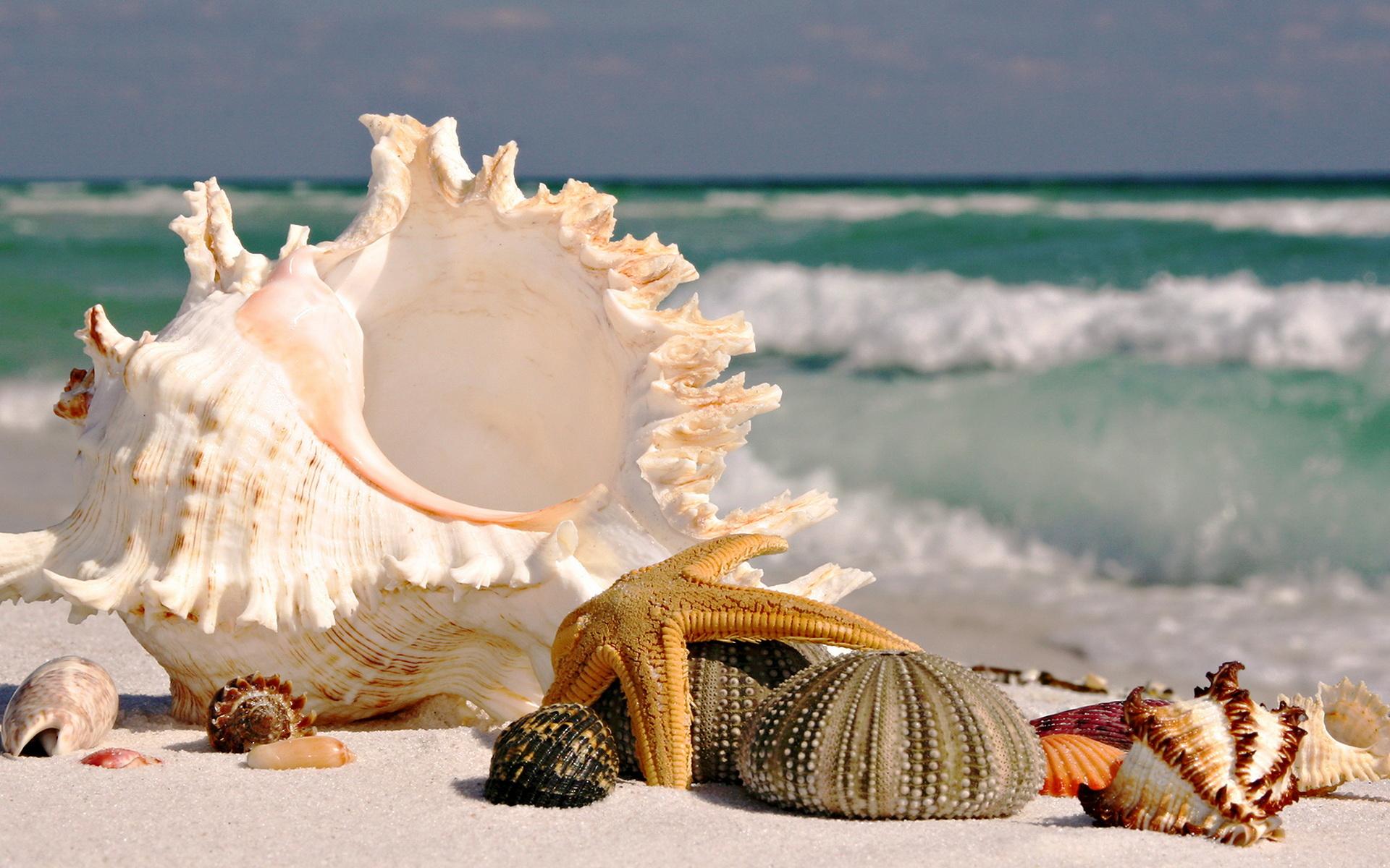 Seashell Desktop Wallpapers - Top Free Seashell Desktop Backgrounds ...