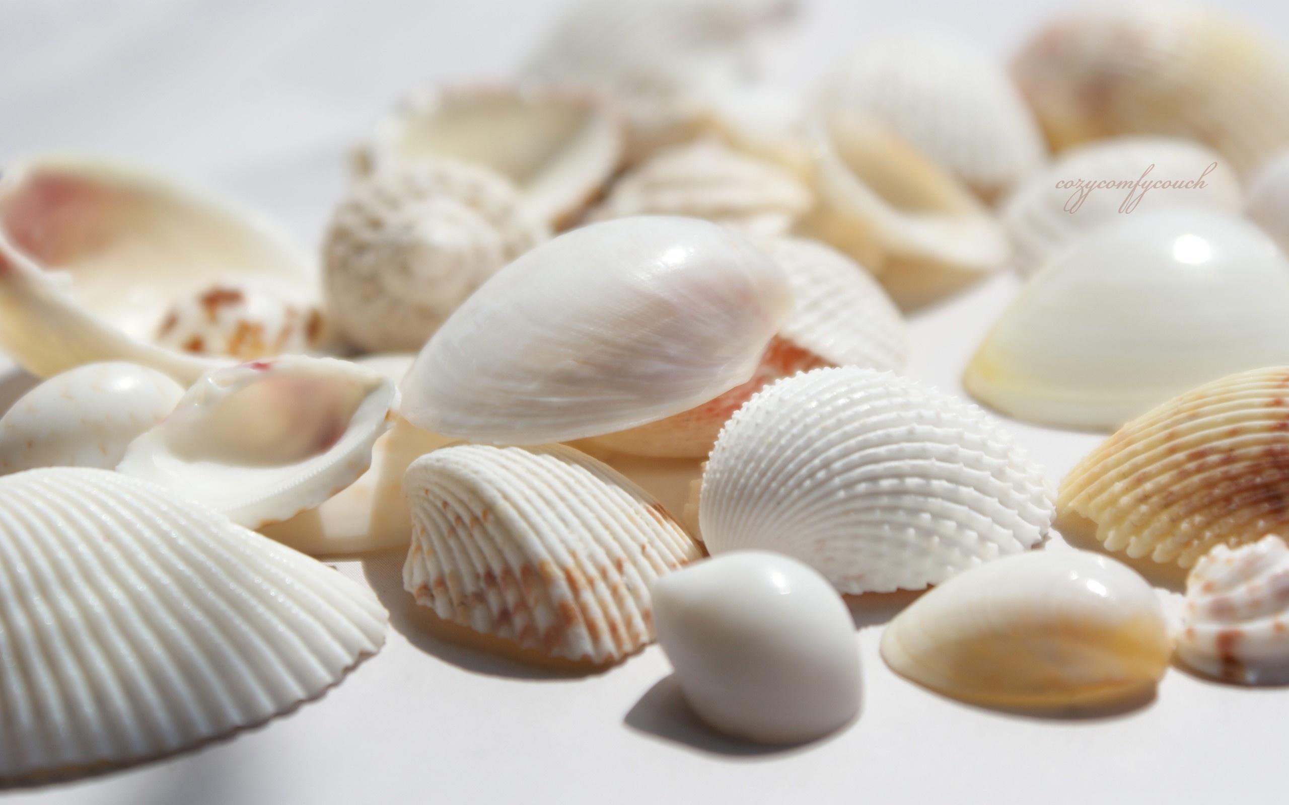 Seashell Desktop Wallpapers - Top Free Seashell Desktop Backgrounds ...