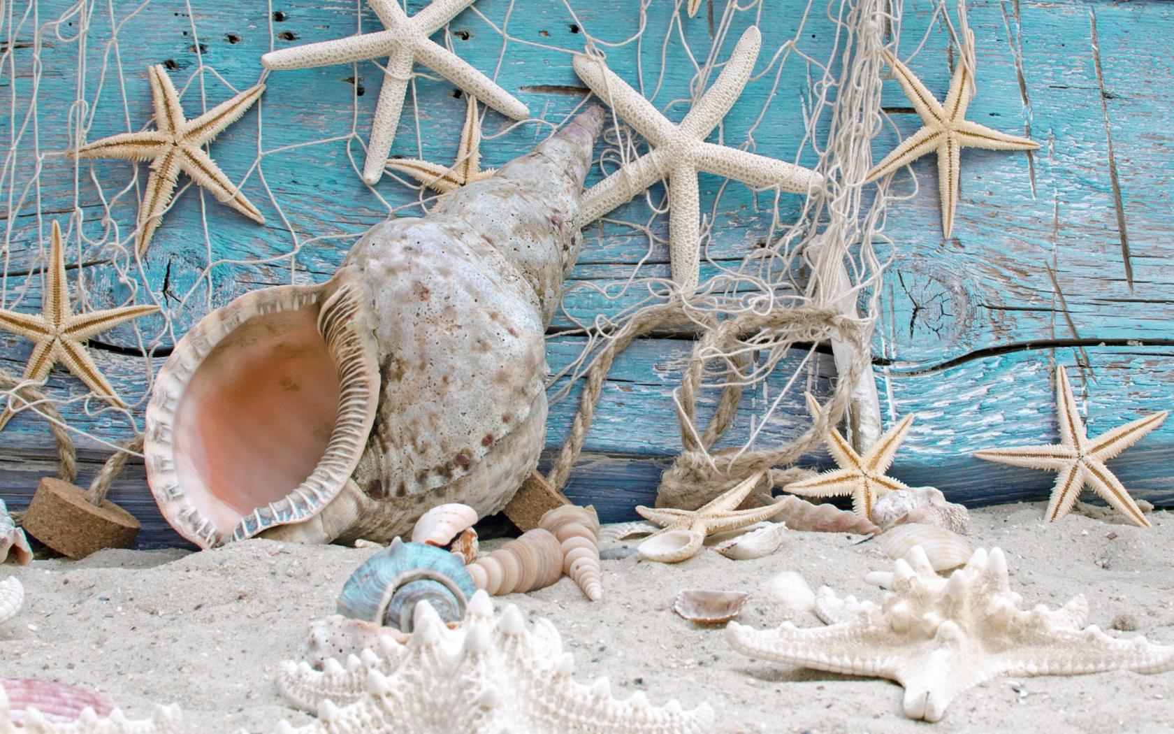 Seashell Desktop Wallpapers - Top Free Seashell Desktop Backgrounds ...